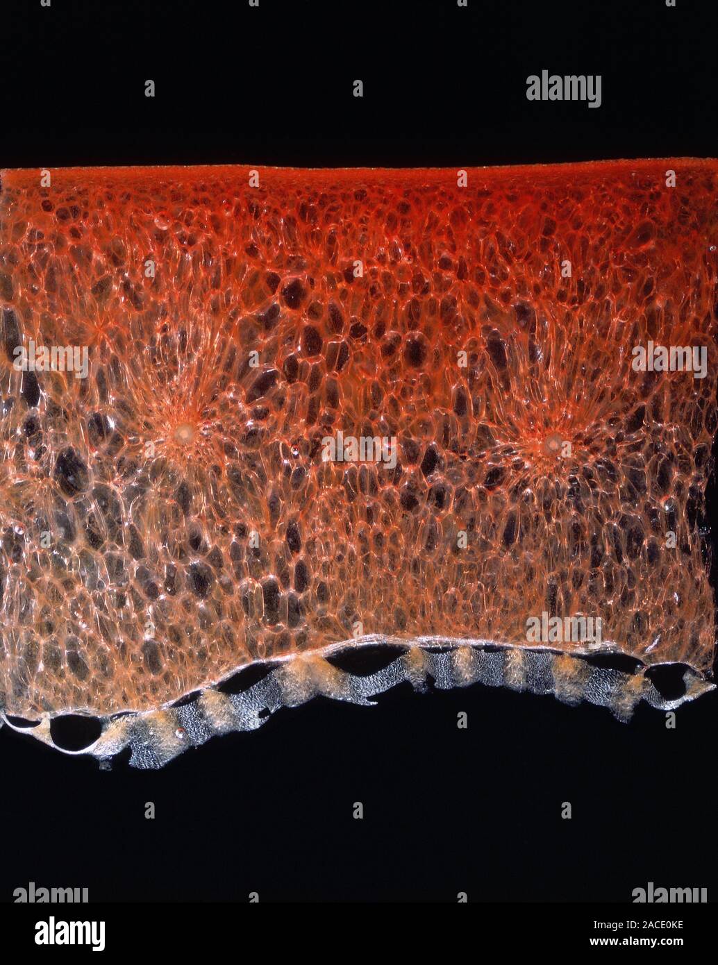 Pepper. Light micrograph of part of a thinly sliced section through the ...