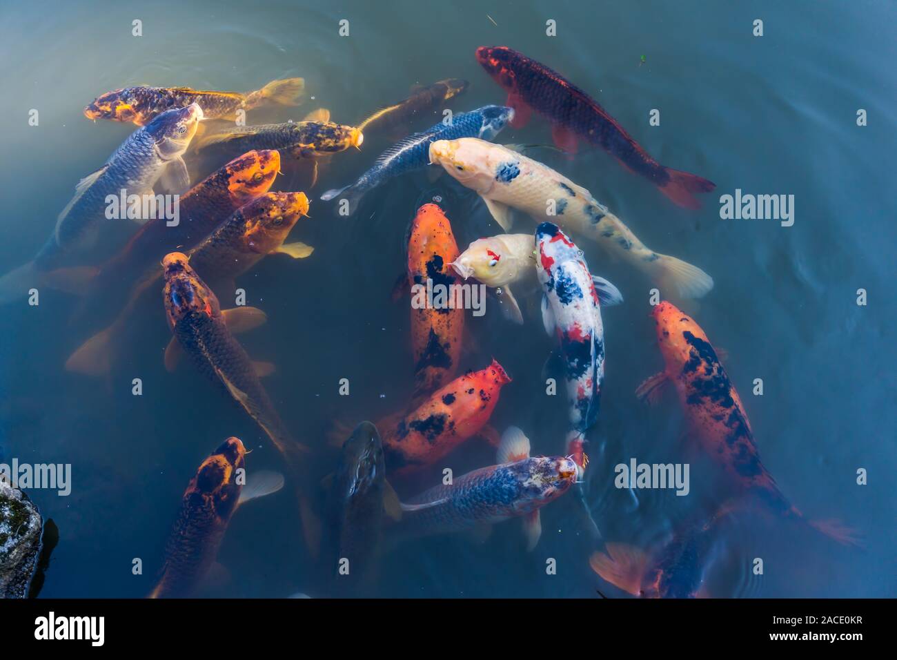 Koi fish break the surface of a pond and look around Stock Photo - Alamy