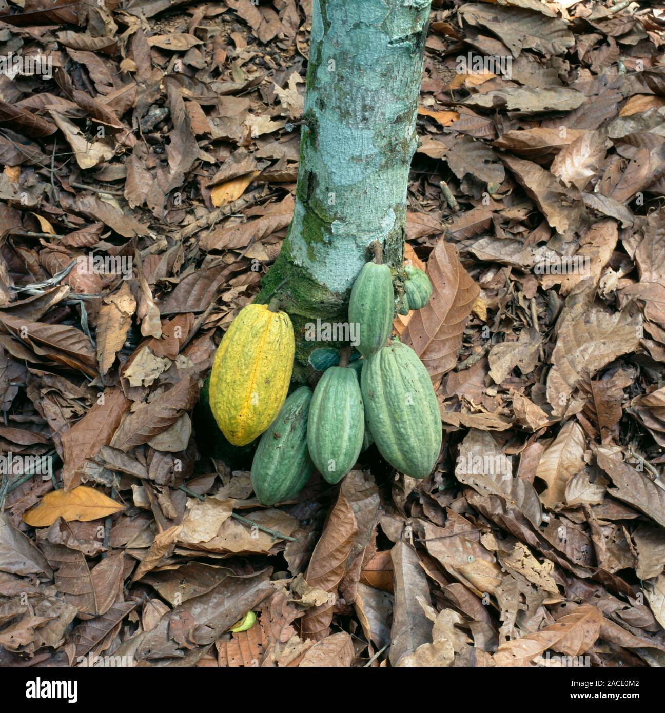 Cocoa pods growing on the trunk of a cacao or chocolate tree (Theobroma ...