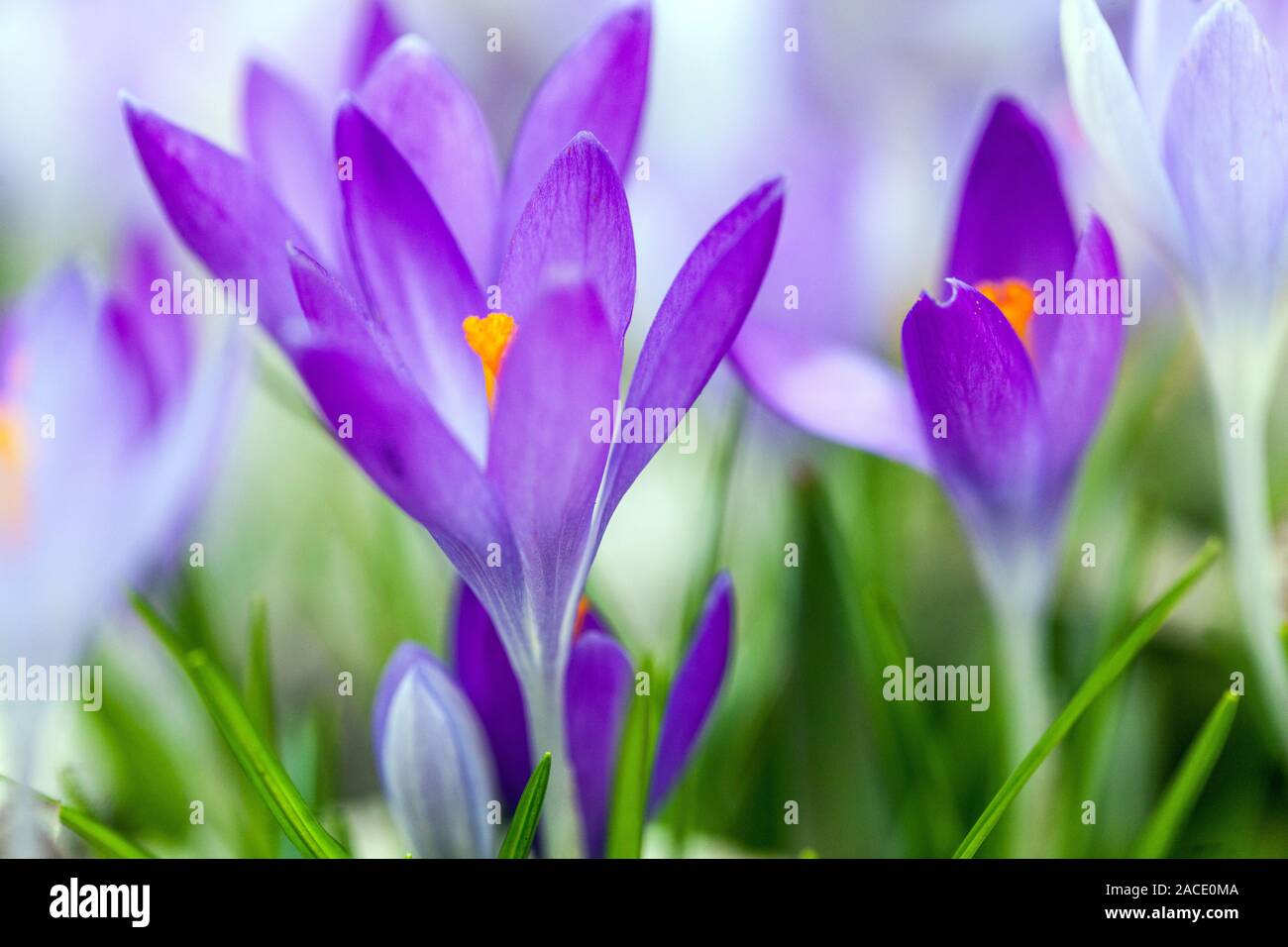 Blue orange colour hi-res stock photography and images - Alamy