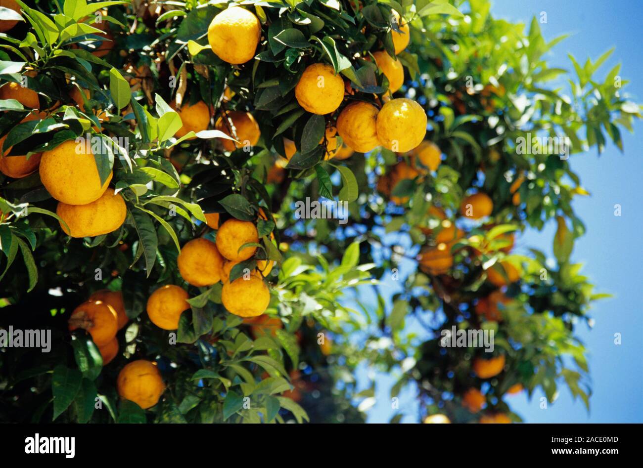 Oranges. Oranges growing on a branch of an orange tree (Citrus sinensis ...