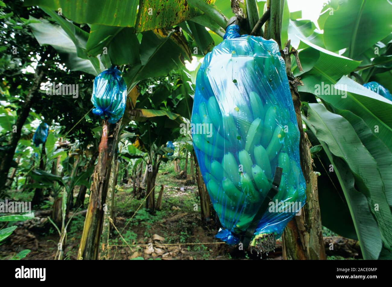 Banana tree. Plastic bags around clusters (hands) of green bananas ...