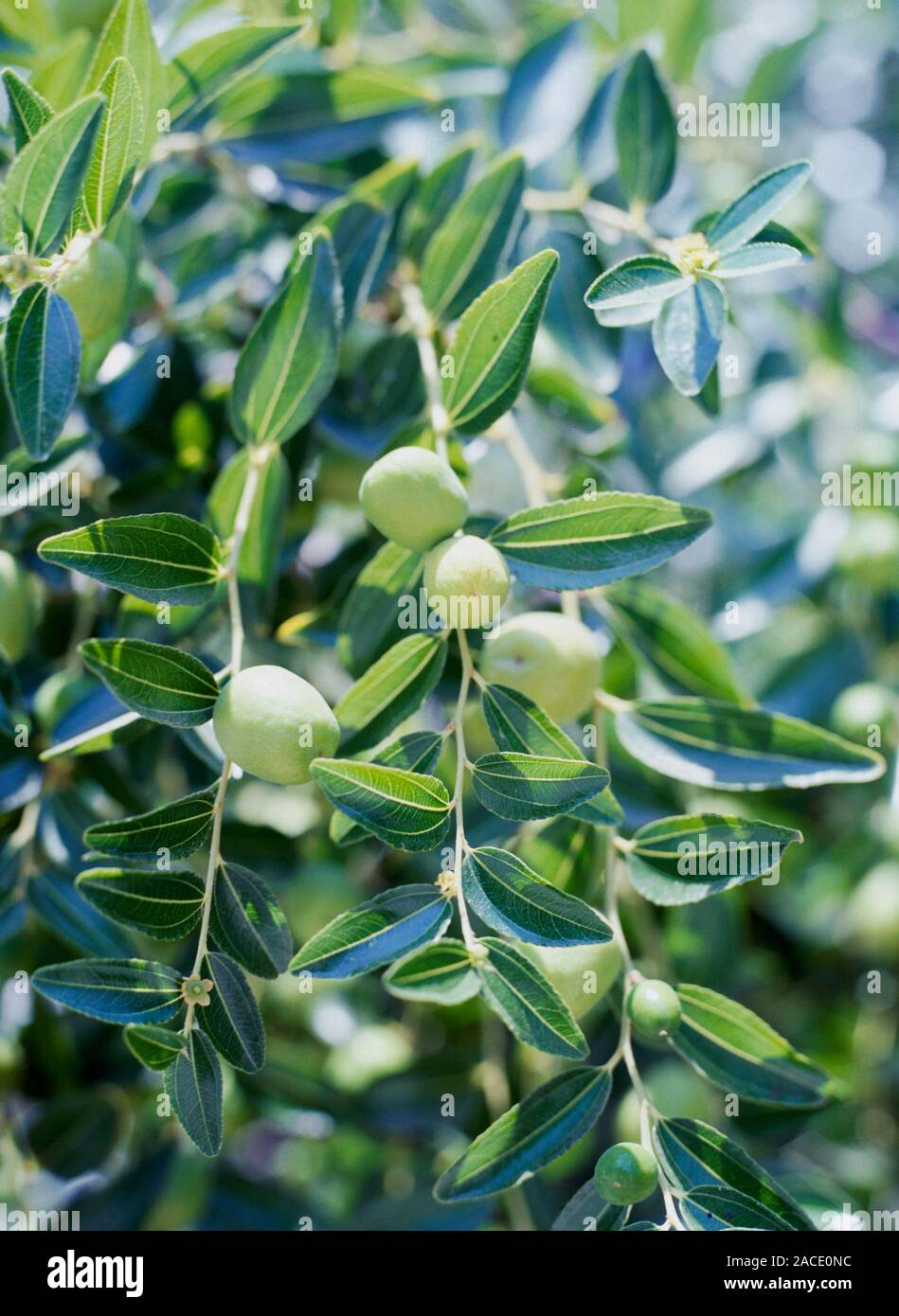 Unripe Chinese dates (Ziziphus jujuba) growing on a tree. Chinese dates ...