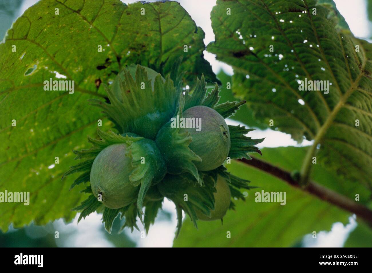 Hazel nuts on a hazel tree (Corylus avellana). Hazel nuts grow from ...