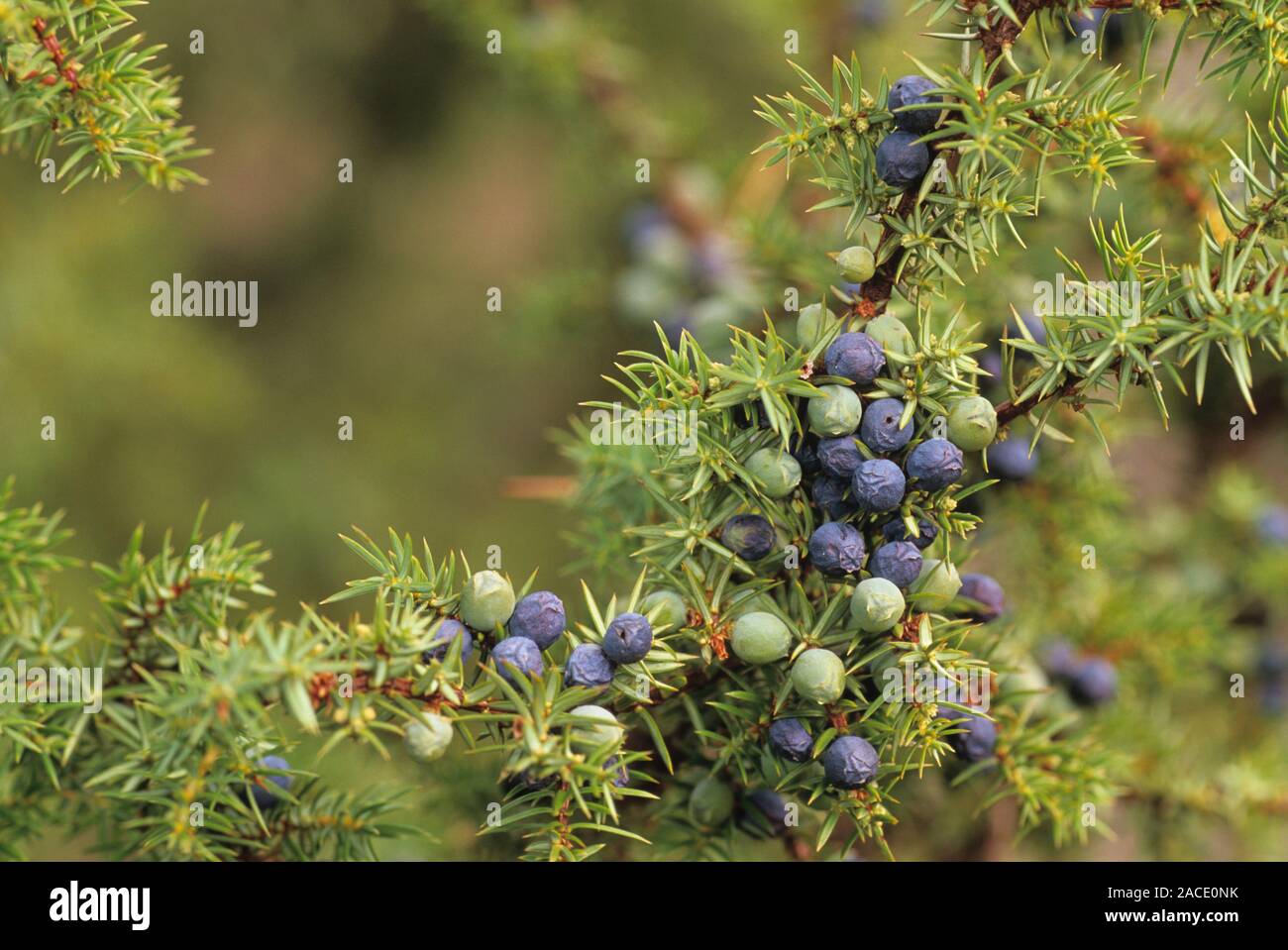 Juniper berries on a juniper tree (Juniperus communis) during February ...