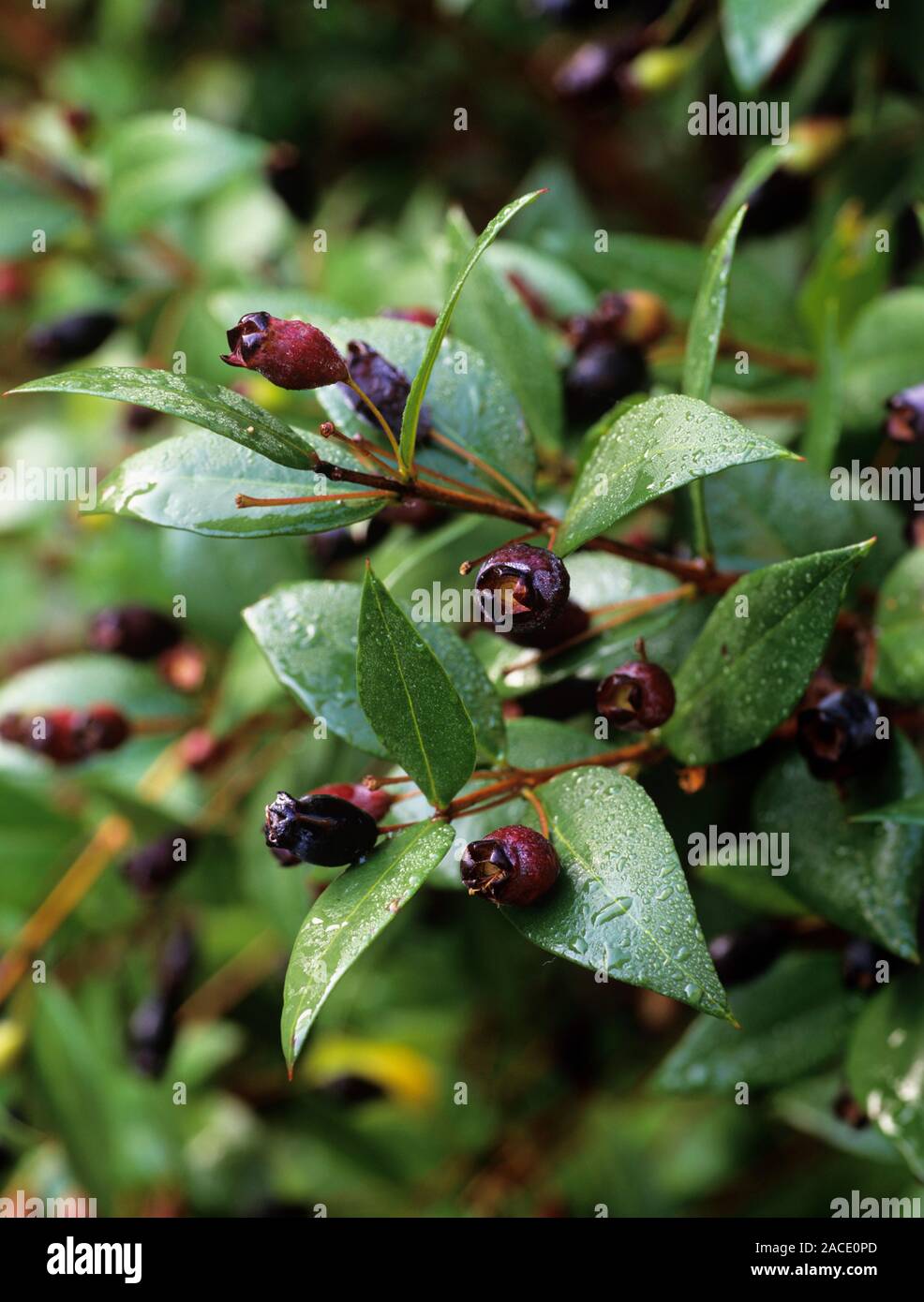Myrtle berries (dark red). The berries of the myrtle (Myrtus communis ...