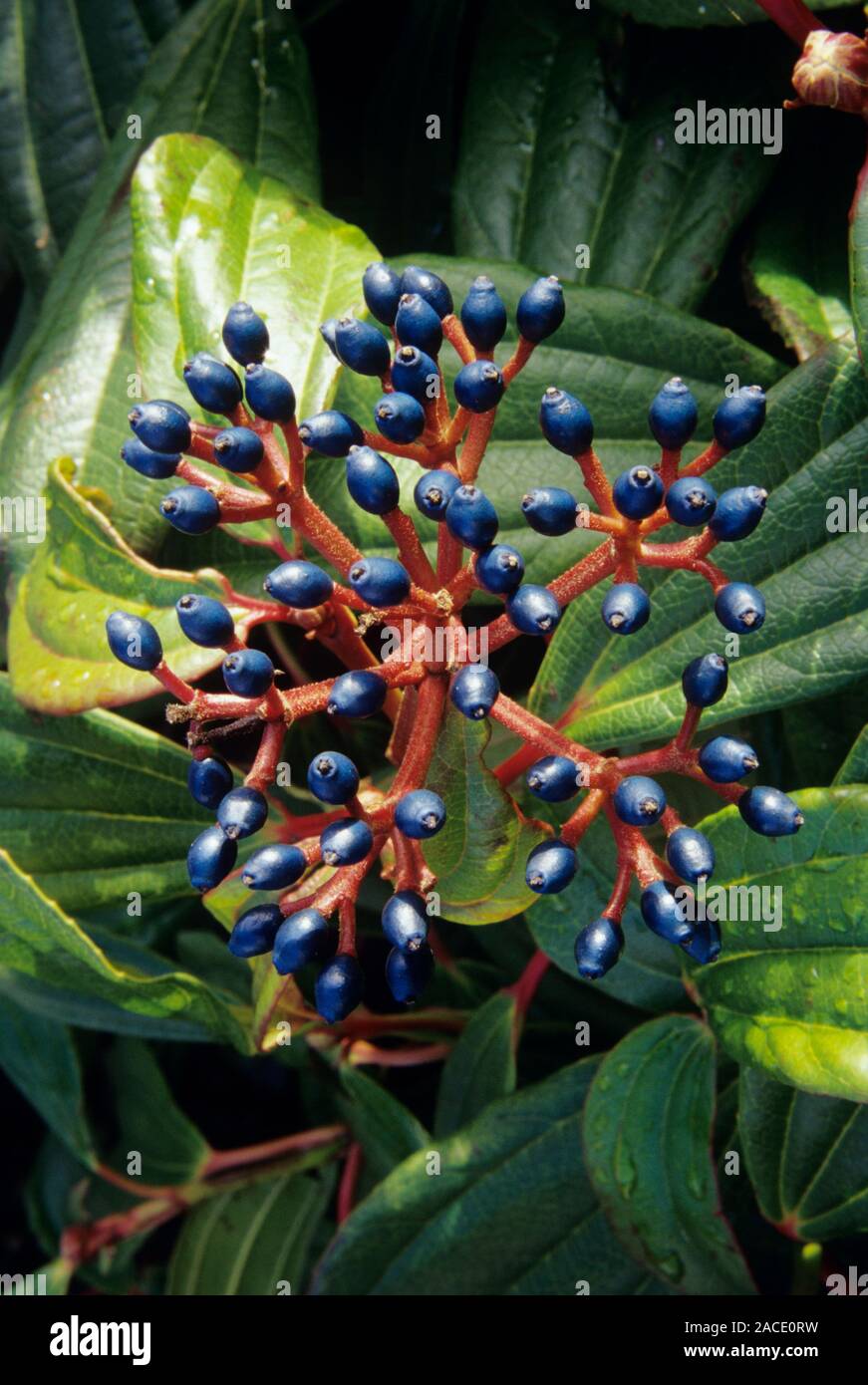 Berries of the David viburnum plant (Viburnum davidii). Photographed in ...