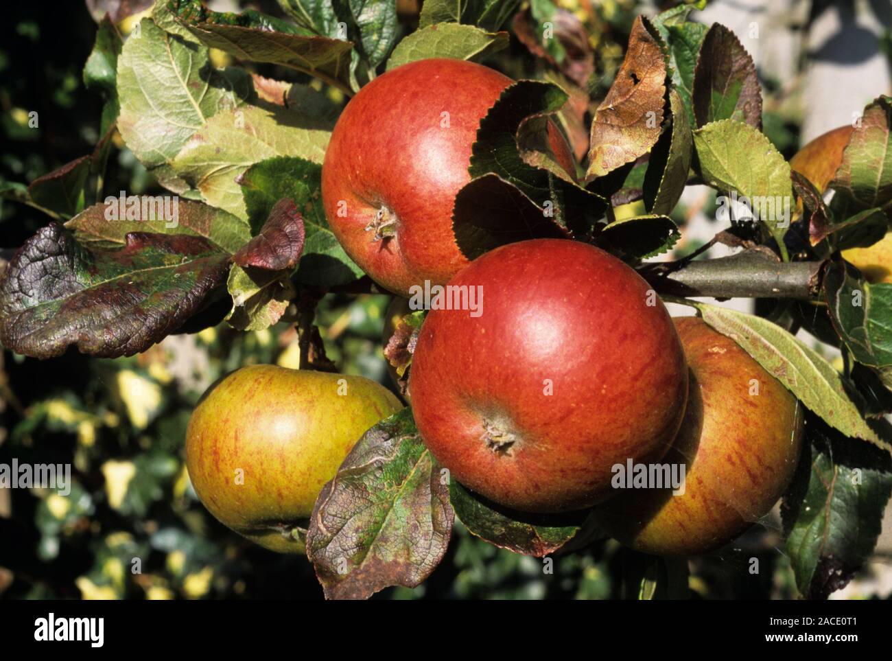 Apples (Malus x domestica 'Fiesta') growing on their tree. Photographed ...
