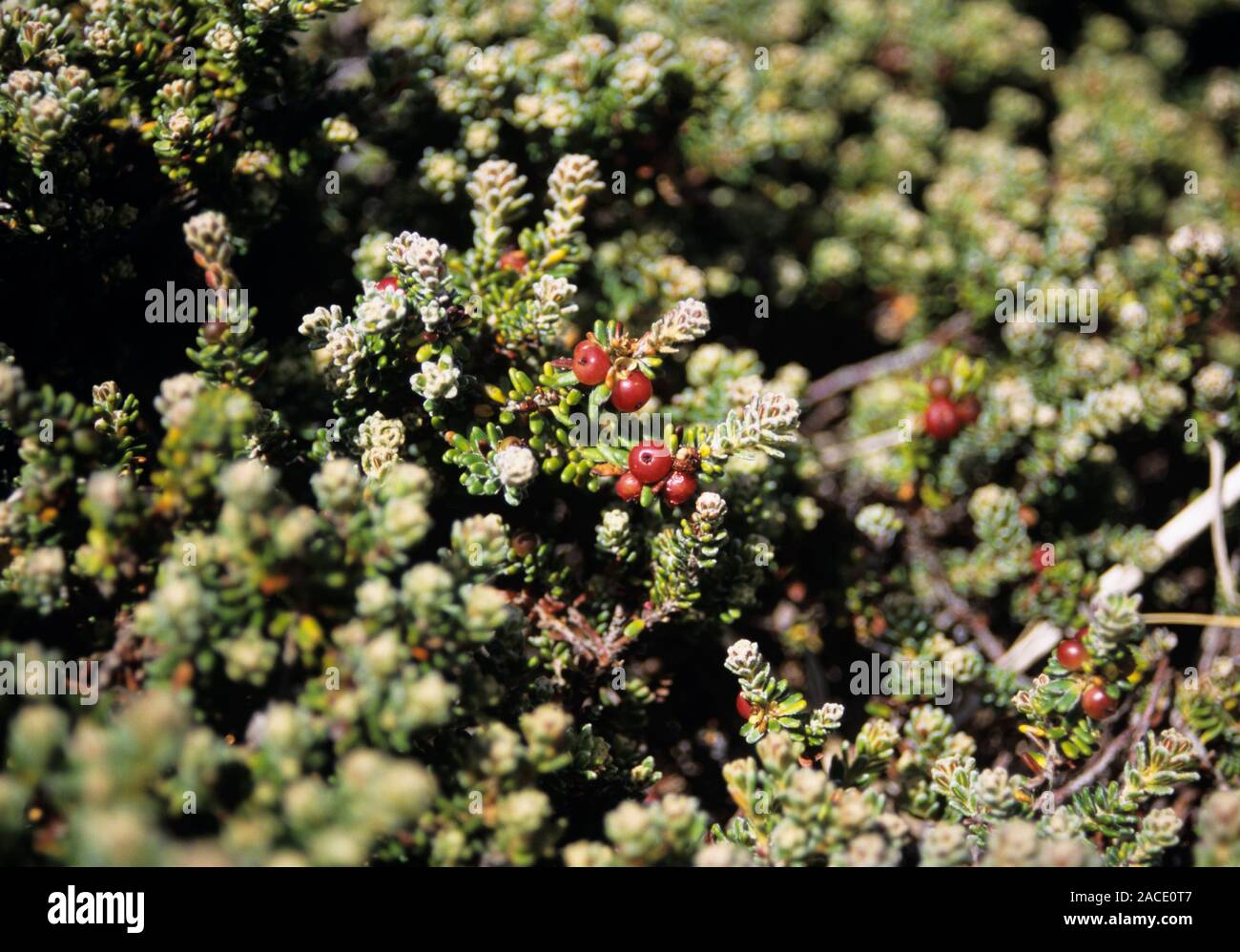 Berries of the diddle-dee plant (Empetrum rubrum). Photographed on ...