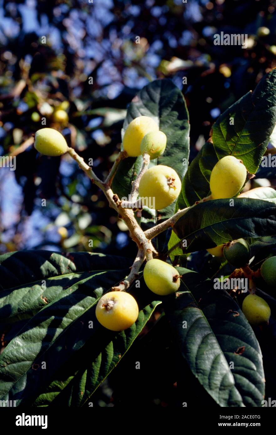 Loquat fruits. This plant (Eriobotrya japonica) is also known as the ...