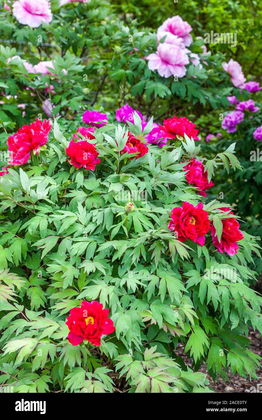 Japanese Red tree peony, Paeonia suffruticosa in garden Stock Photo - Alamy