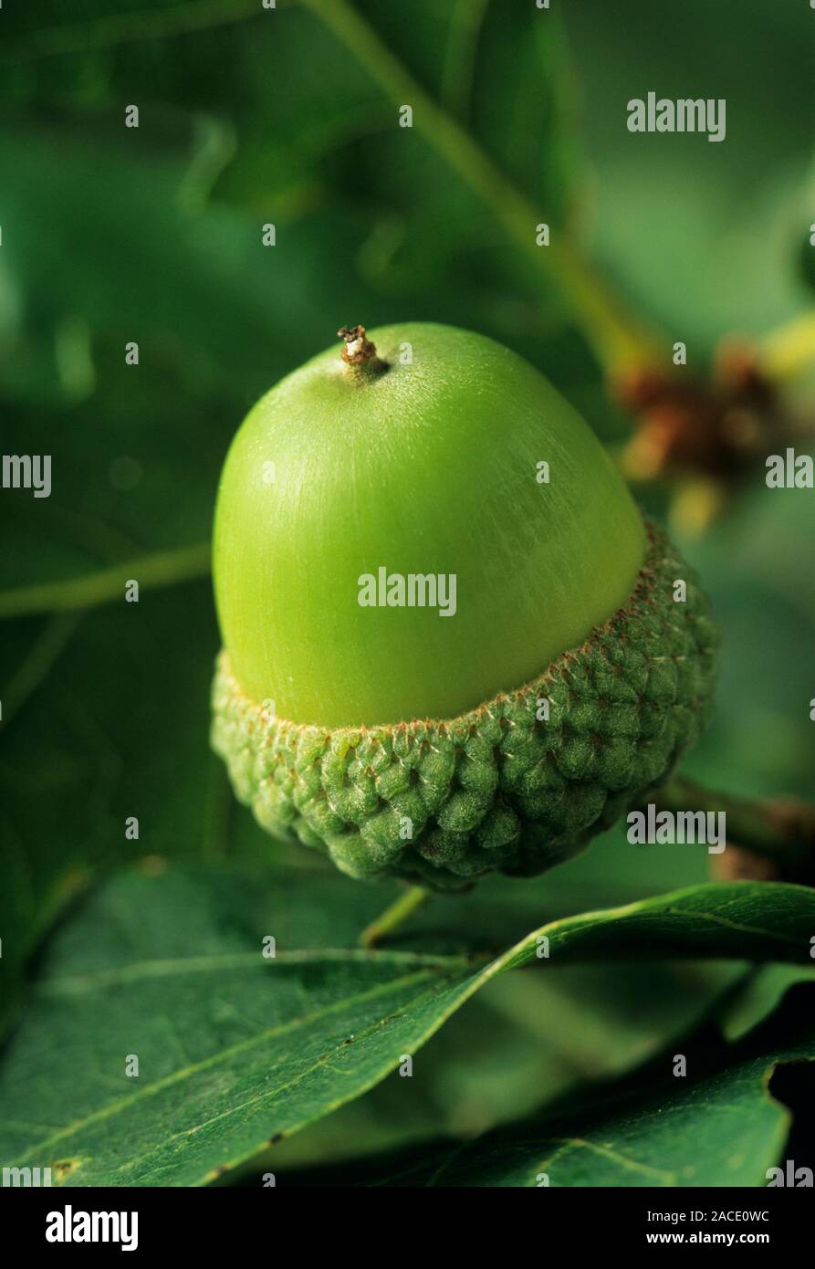 Oak acorn, fruit of the oak tree (Quercus sp Stock Photo - Alamy