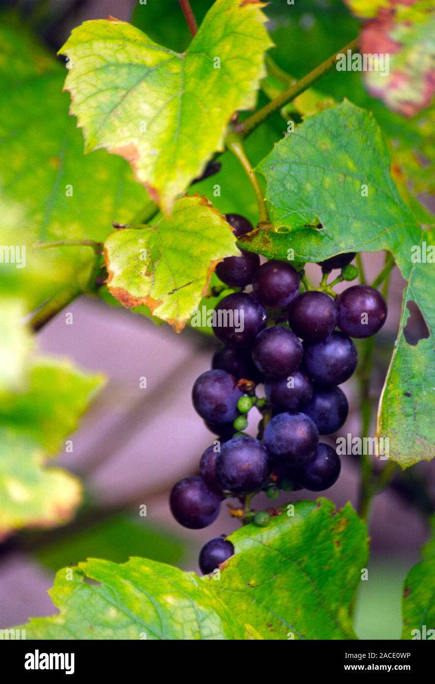 Amur river grapes (Vitis amurensis). Photographed in Russia Stock Photo ...