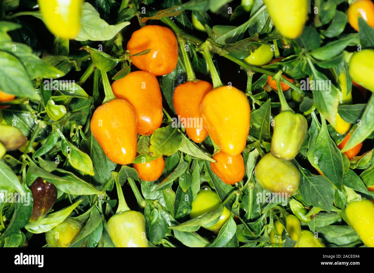 Ornamental peppers (Capsicum sp Stock Photo - Alamy