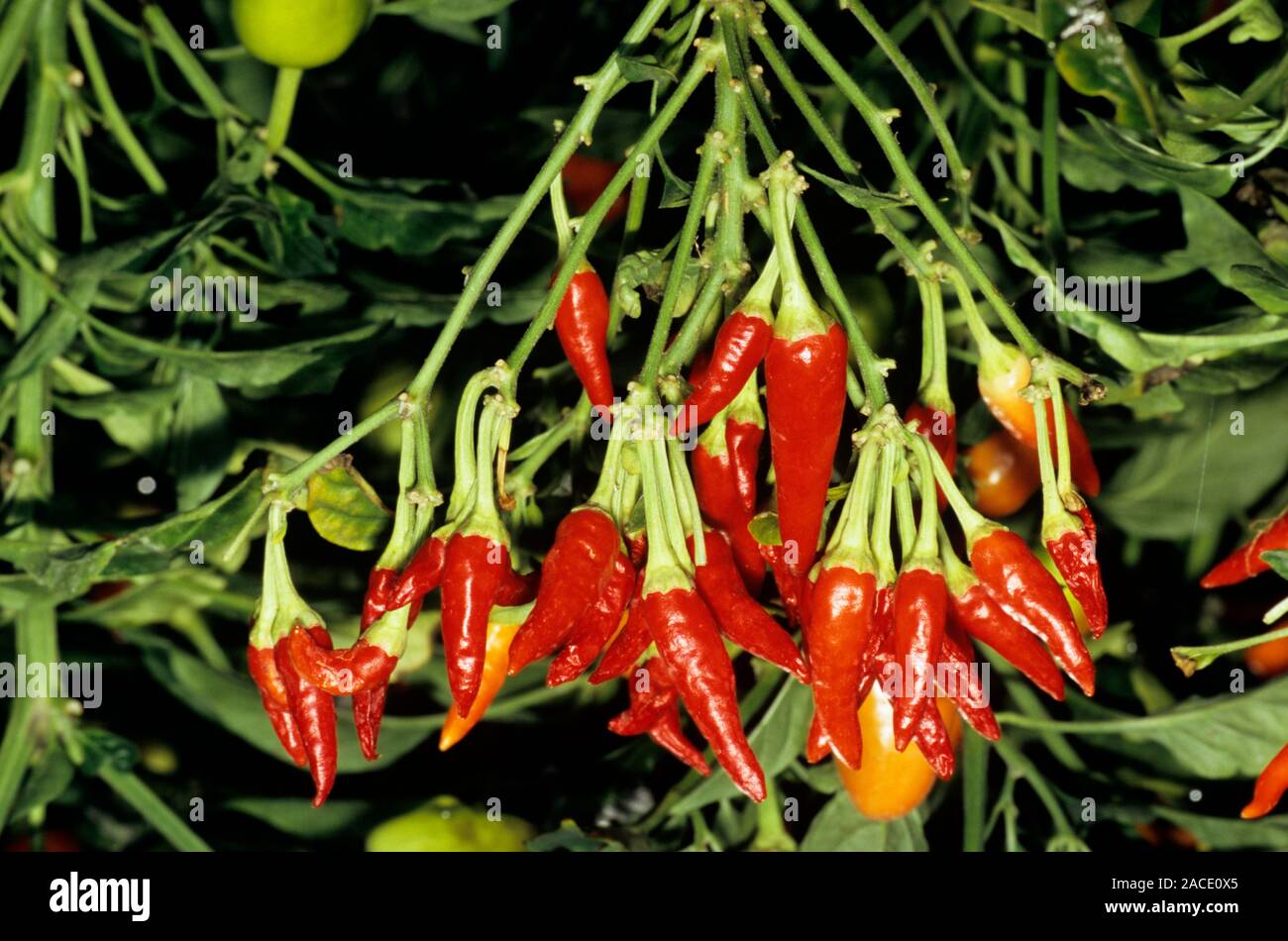 Ornamental peppers (Capsicum 'Espelette vivace' Stock Photo - Alamy