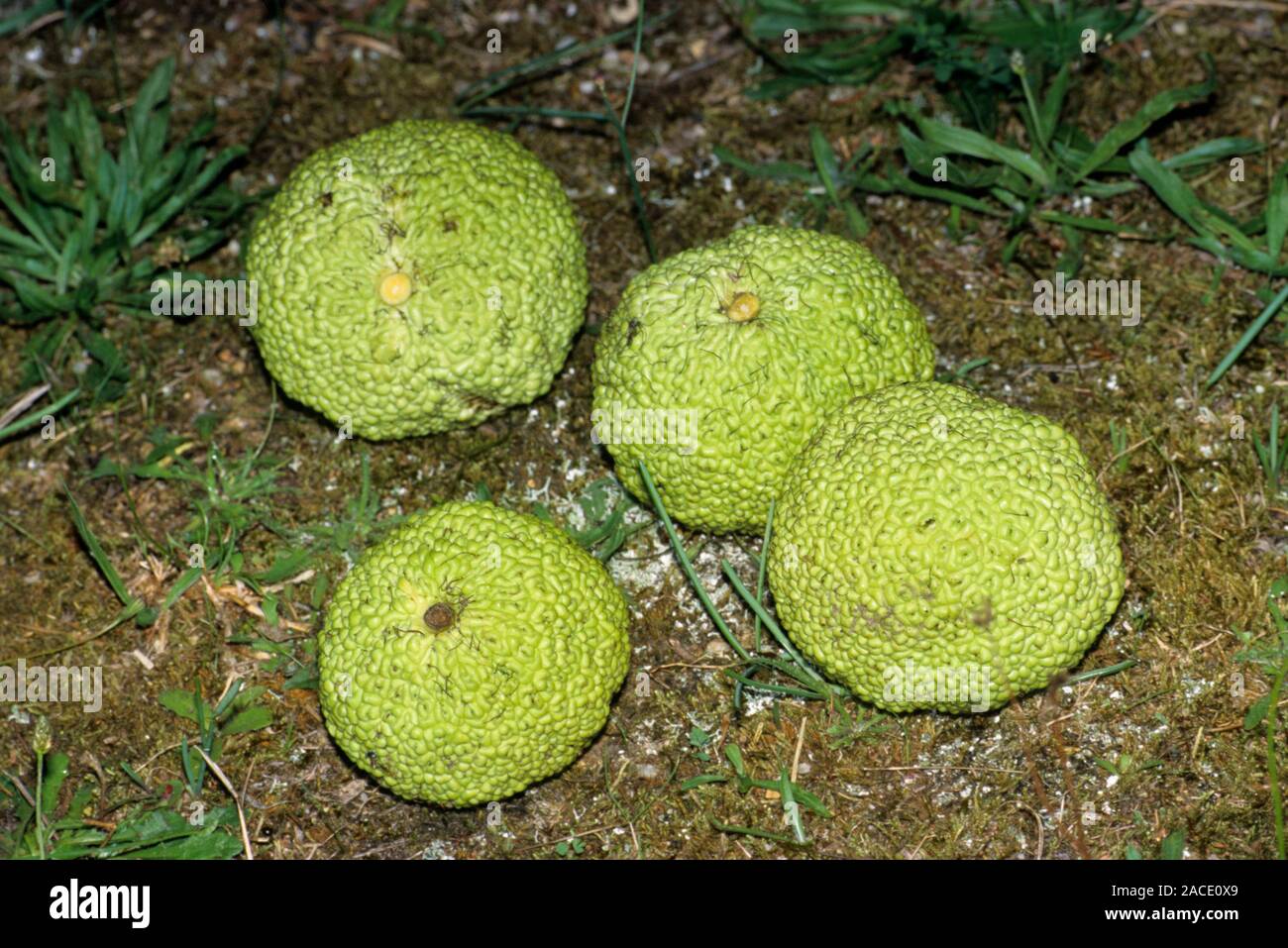 Osage orange fruits (Maclura pomifera inermis) on the ground. These ...