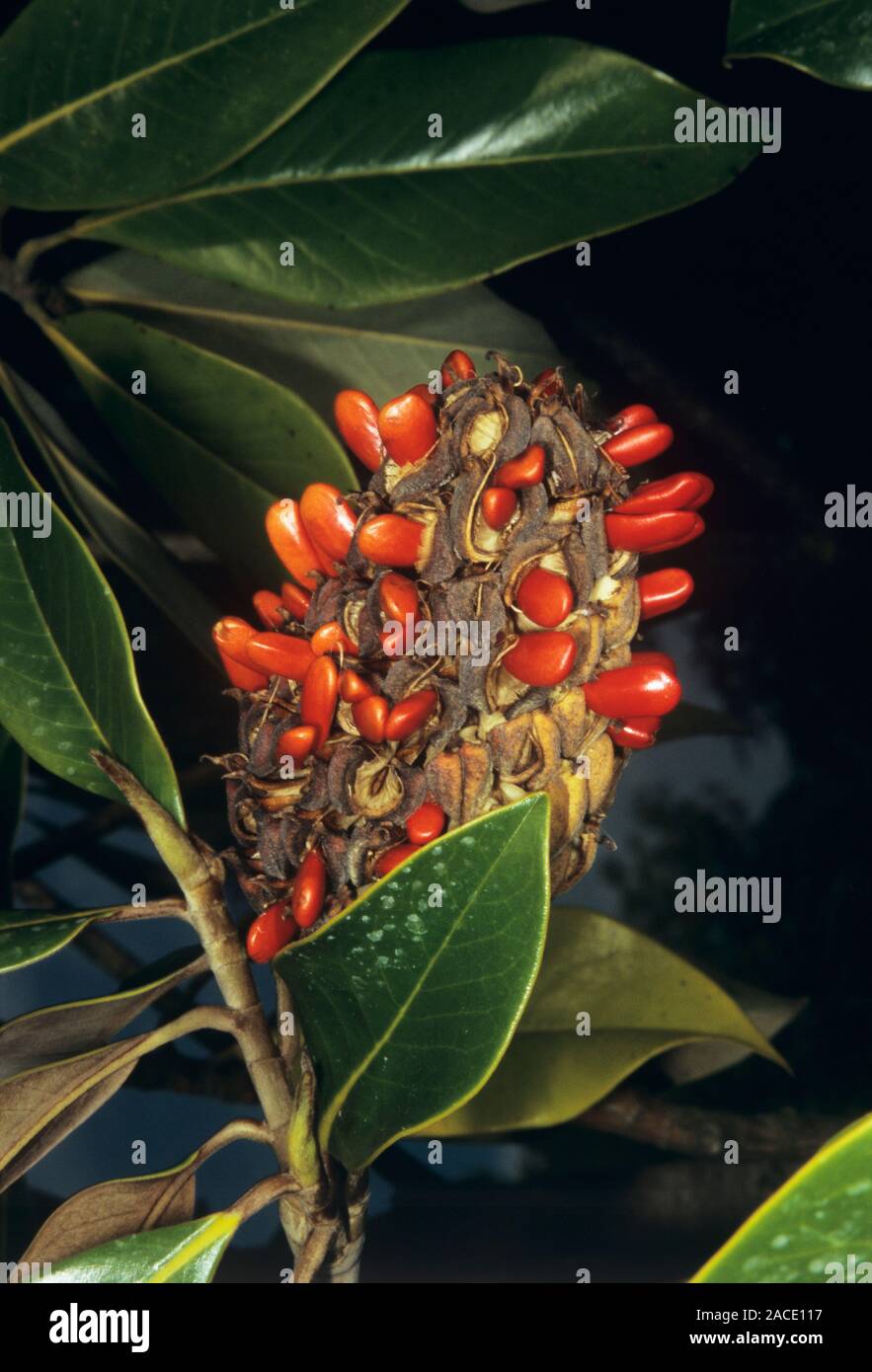 Magnolia fruit (Magnolia grandiflora) with protruding seeds (red Stock ...
