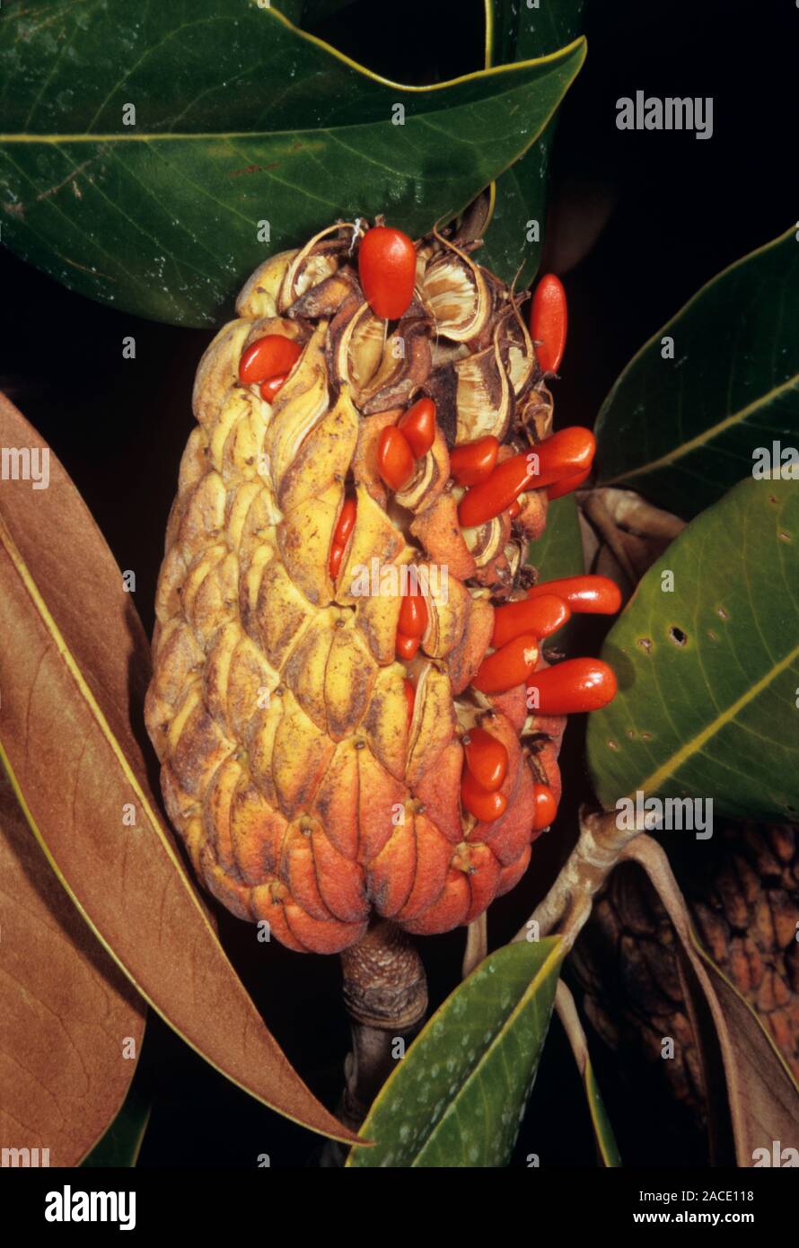 Magnolia fruit (Magnolia grandiflora) with protruding seeds (red Stock ...
