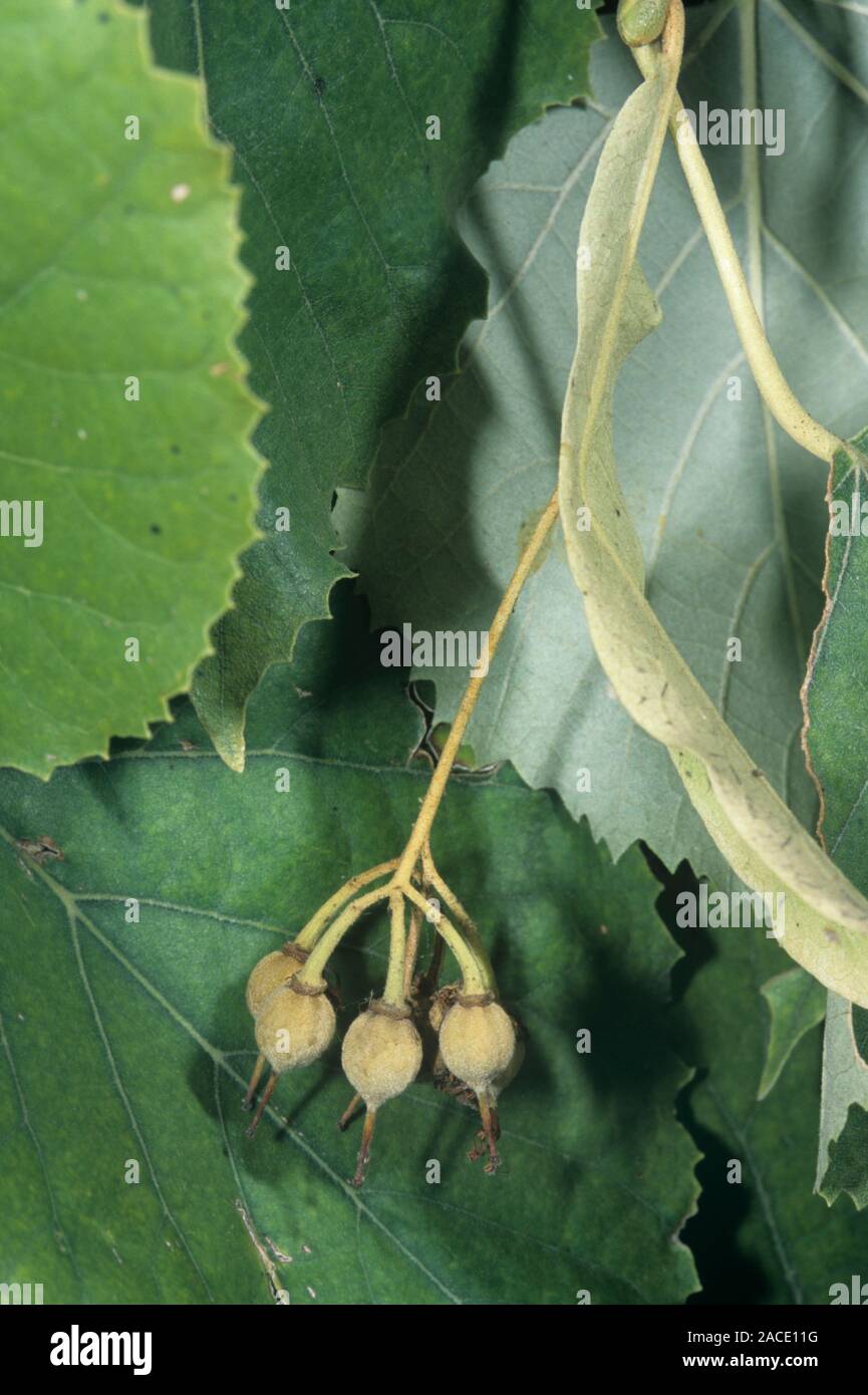 Silver lime tree fruits (Tilia tomentosa Stock Photo - Alamy