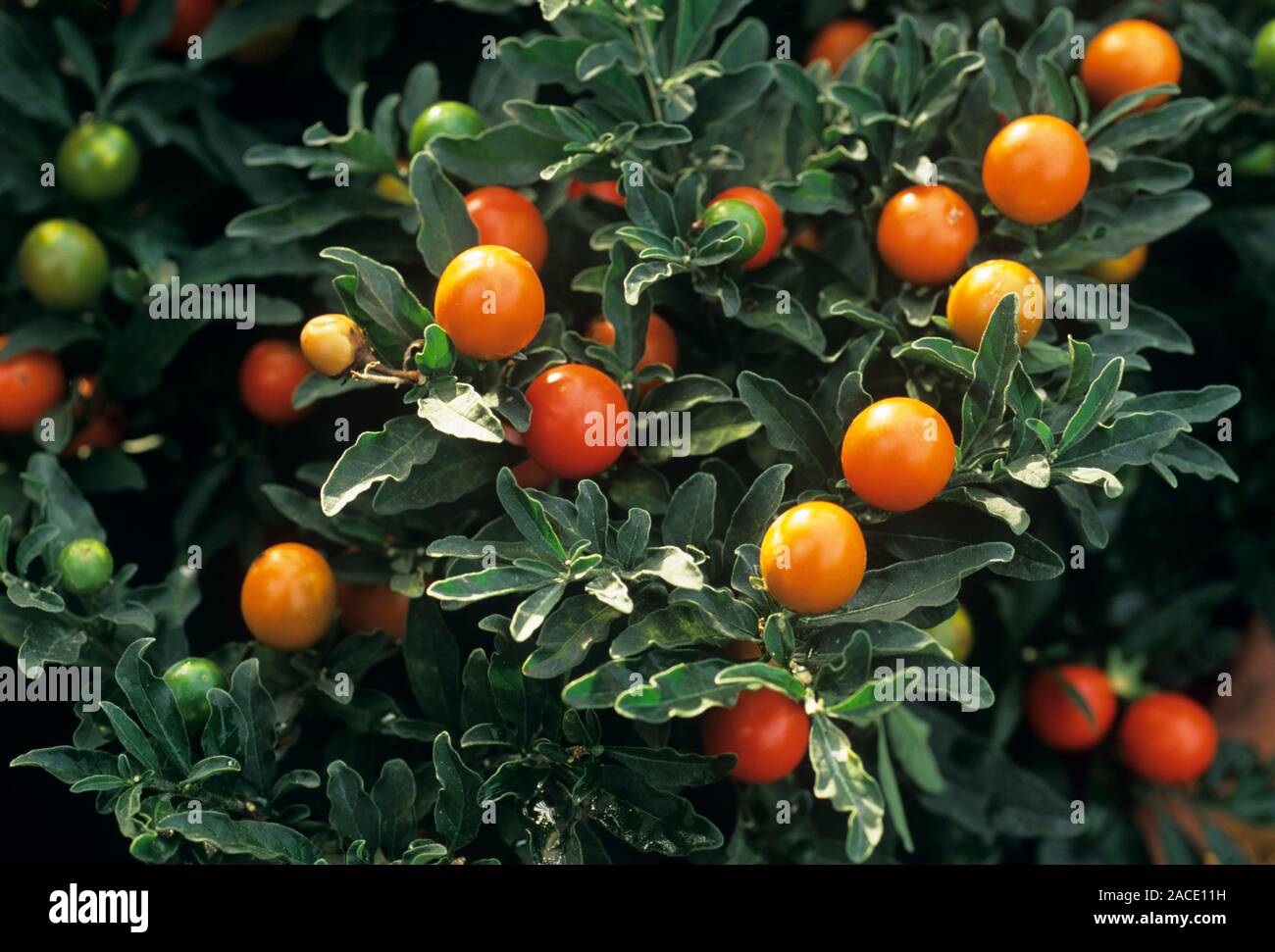 Jerusalem cherry fruits (Solanium capsicastrum 'Ballad'). Photographed ...