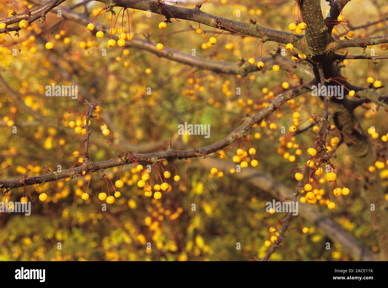 Golden raindrops tree fruit (Malus transitoria). Photographed at RHS ...
