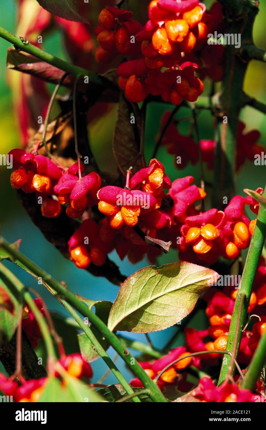 Common cranberry plant and fruit (Vaccinium oxycoccus Stock Photo - Alamy