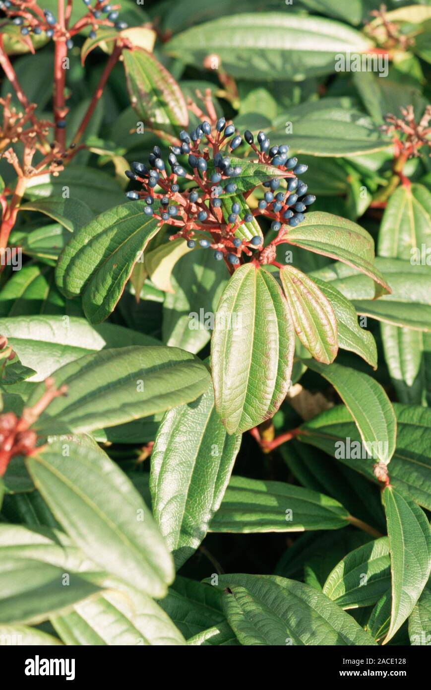 Viburnum fruits (Viburnum davidii Stock Photo - Alamy