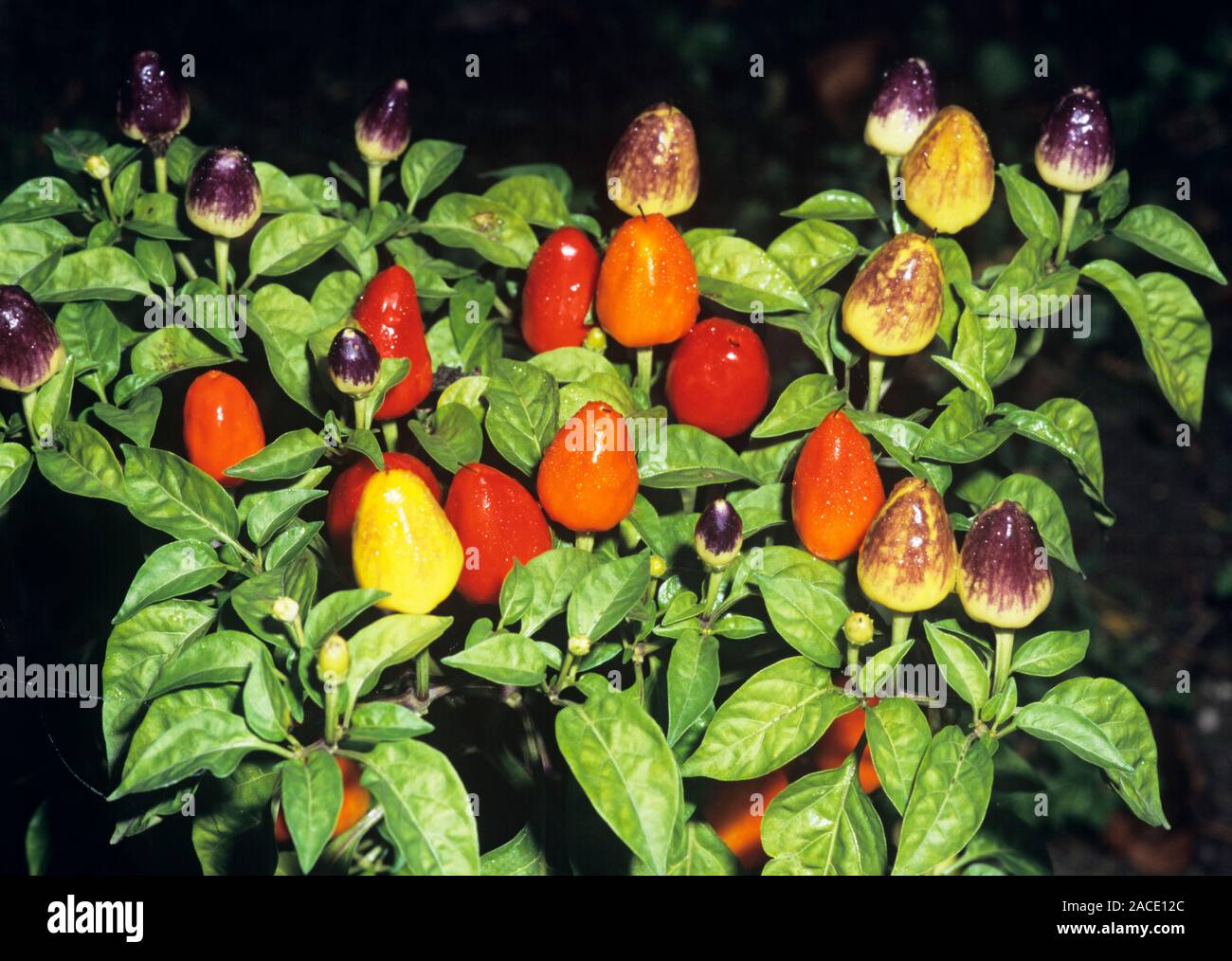 Hot chilli pepper fruit (Capsicum 'Firecracker') on a plant Stock Photo ...