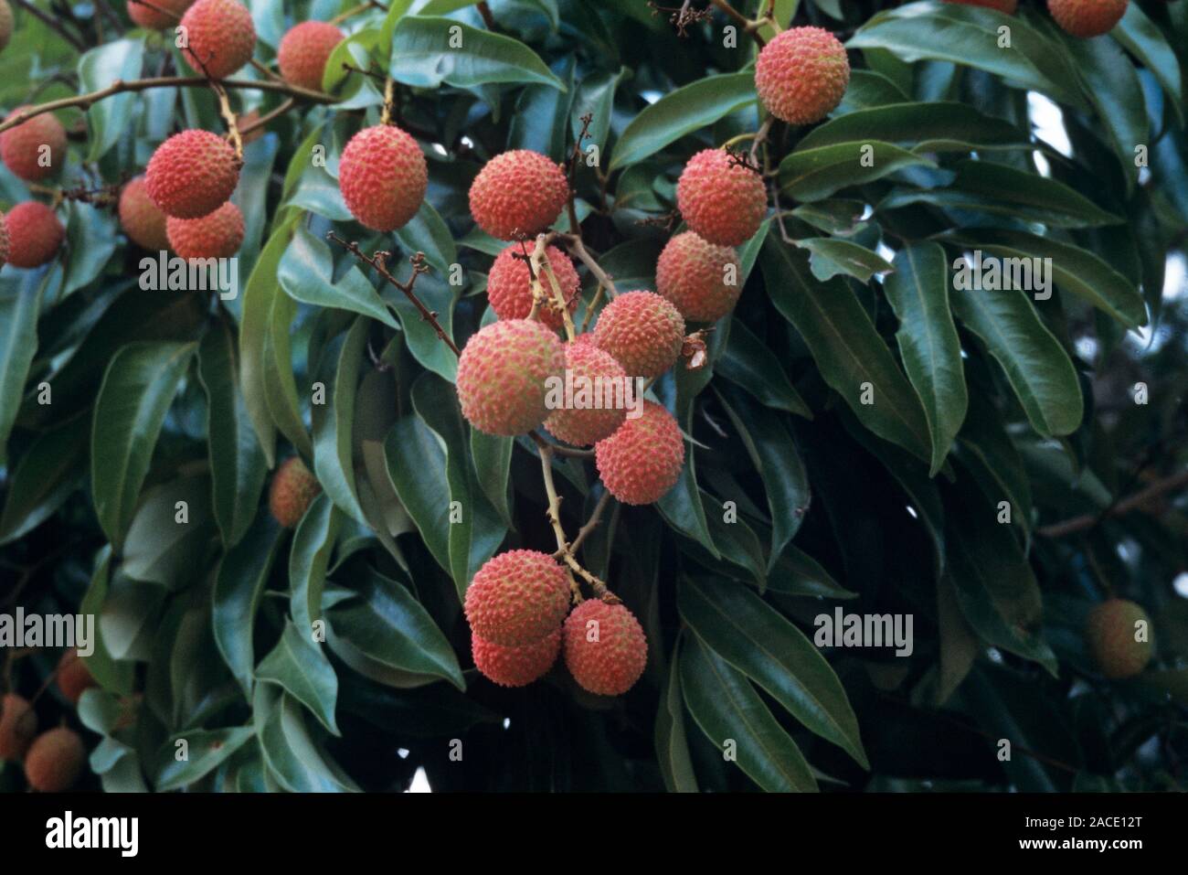 Lychees fruit growing on the lychee tree Litchi chinensis. This tree is ...