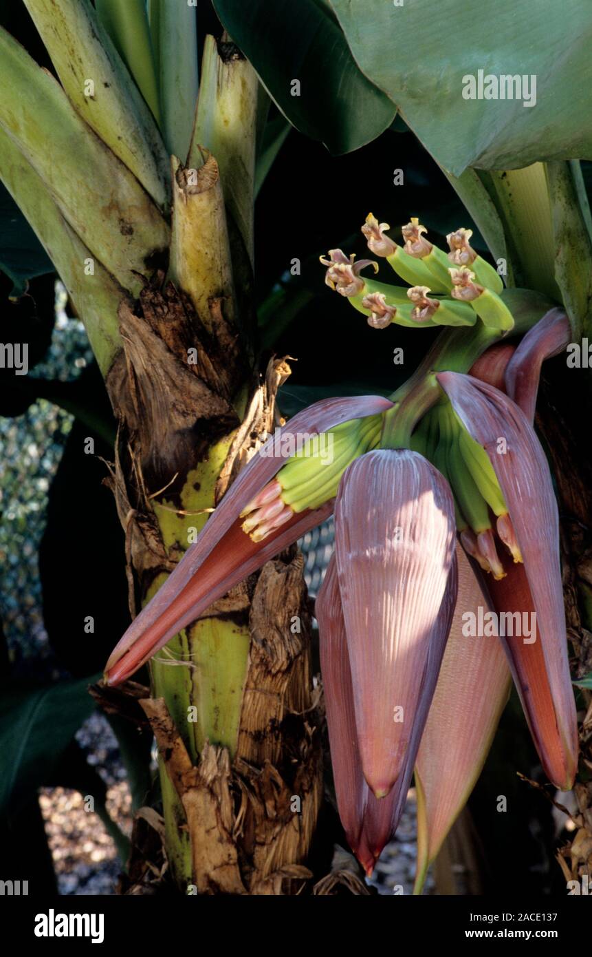 Immature dwarf banana (Musa acuminata 'Dwarf Cavendish') fruits Stock ...