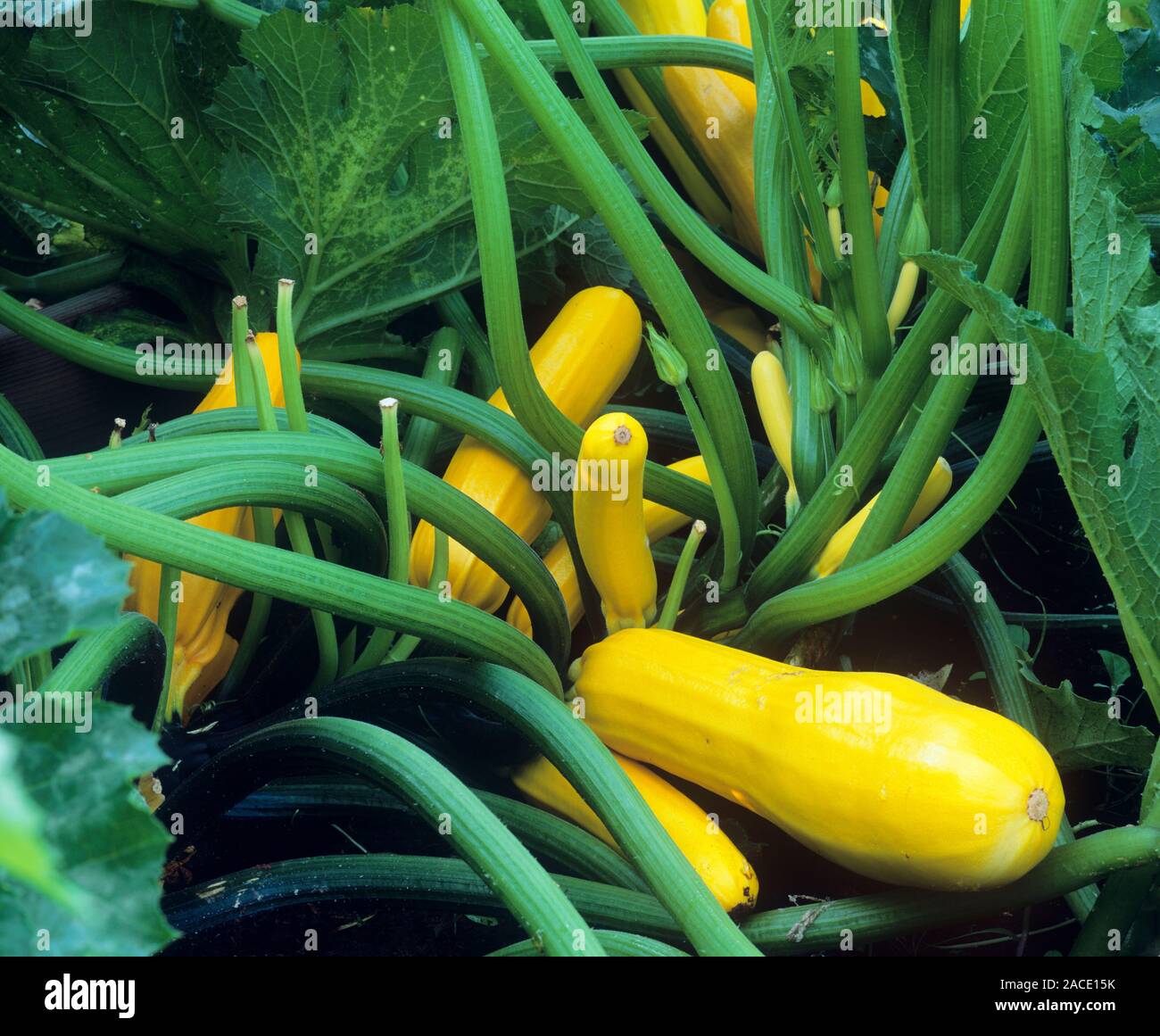 Yellow courgettes (Cucrbita pepo ovifera), also known as zucchinis ...