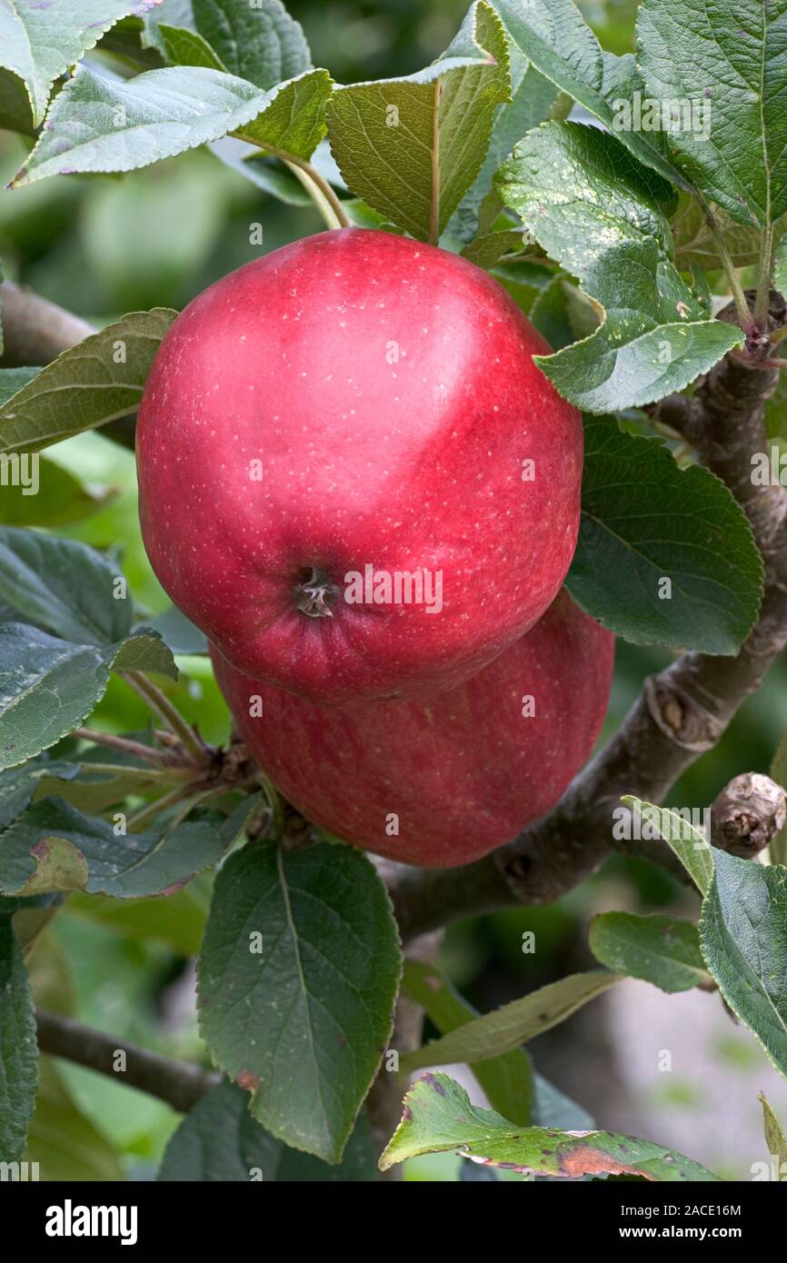 Apples (Malus domestica 'Saturn') growing on the branches of their tree ...
