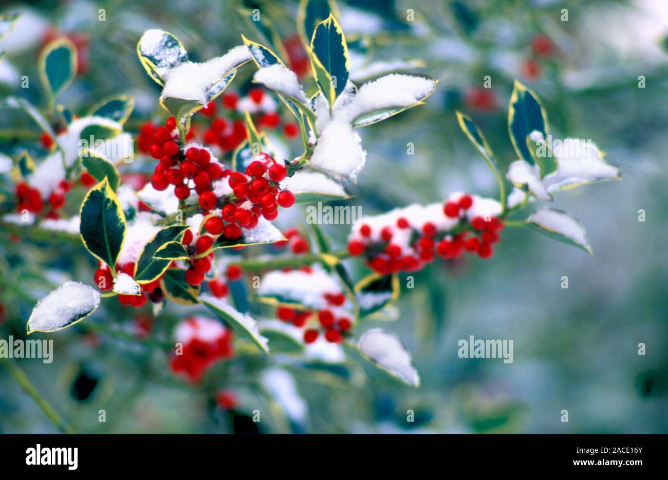 Holly (Ilex sp.). Branch of holly with berries covered in snow Stock ...