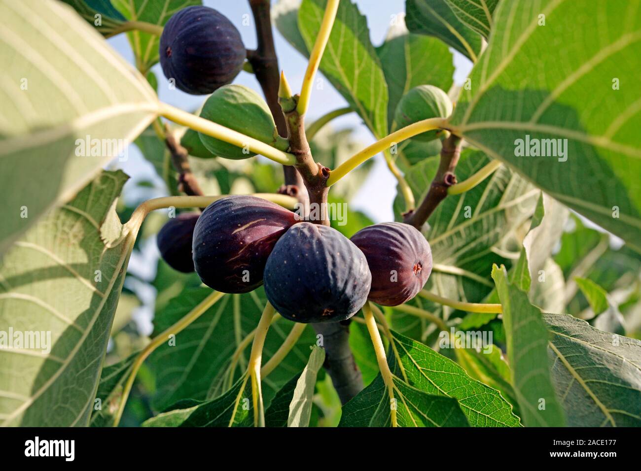 Figs (Ficus carica) on a fig tree. Photographed in Alhaudin el Grande ...