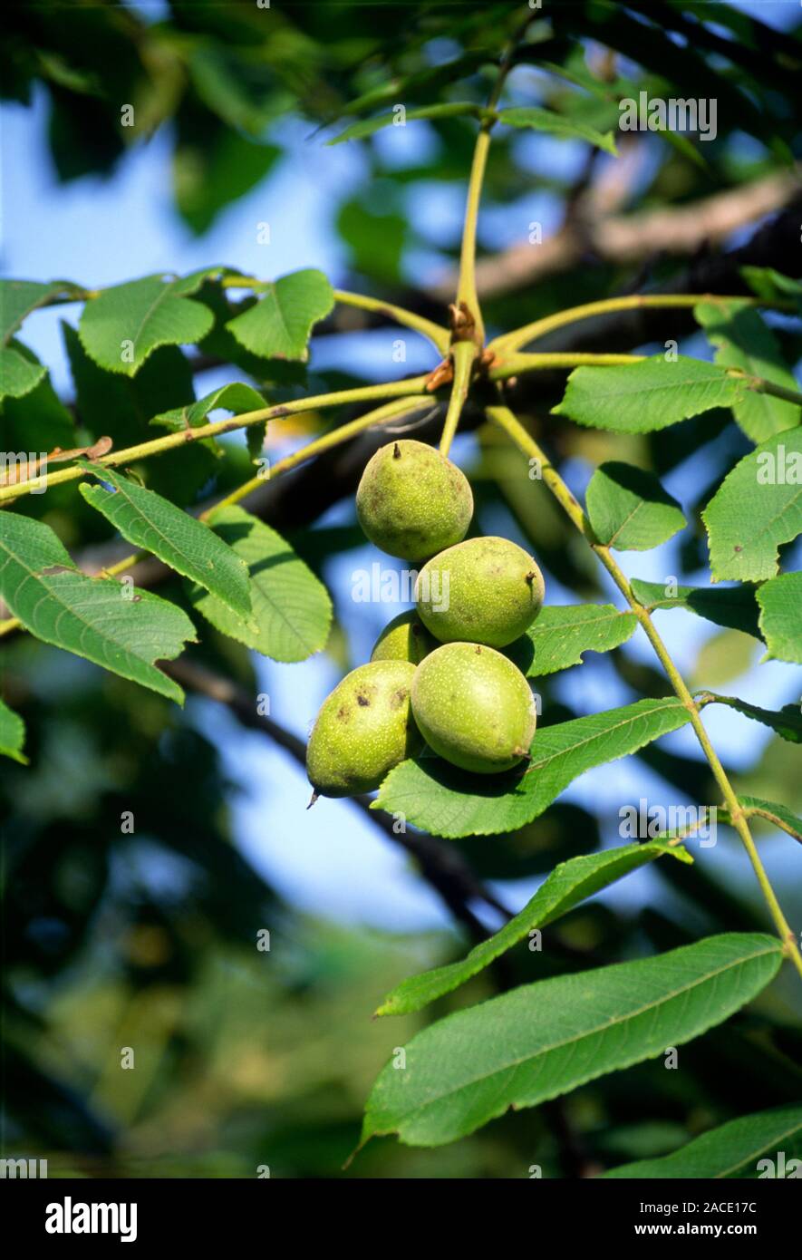Manchurian walnut nuts (Juglans mandshurica) on their tree. The range ...