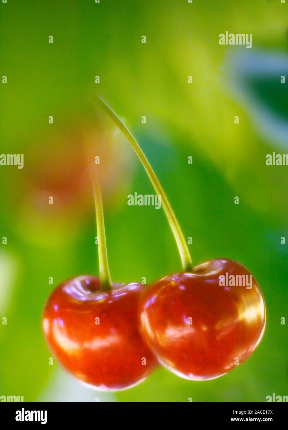 Sweet cherry (Prunus avium) fruits. This species of cherry is native ...