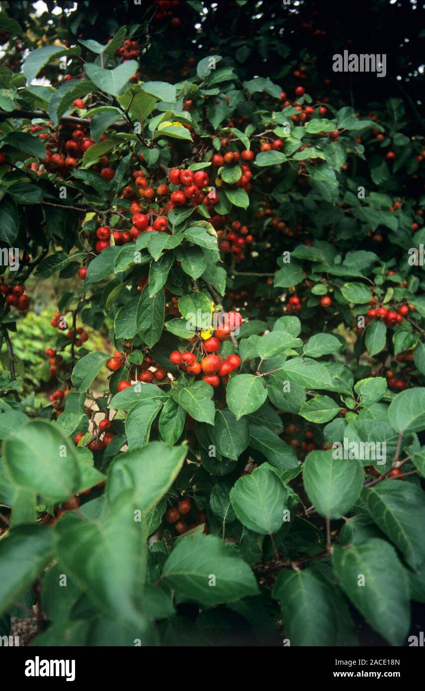 Crabapple fruits (Malus 'Evereste') on their tree Stock Photo - Alamy