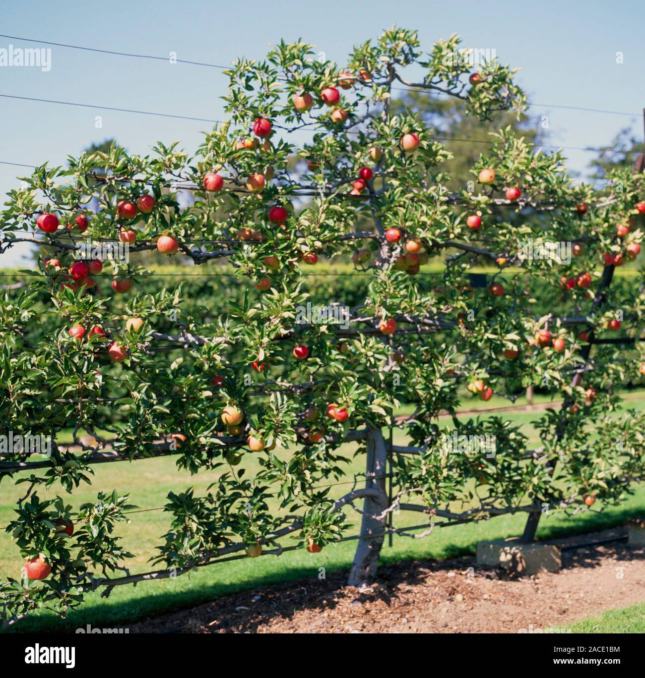 Apple tree, Malus (Ellison's Orange). Espaliered apple tree trained ...