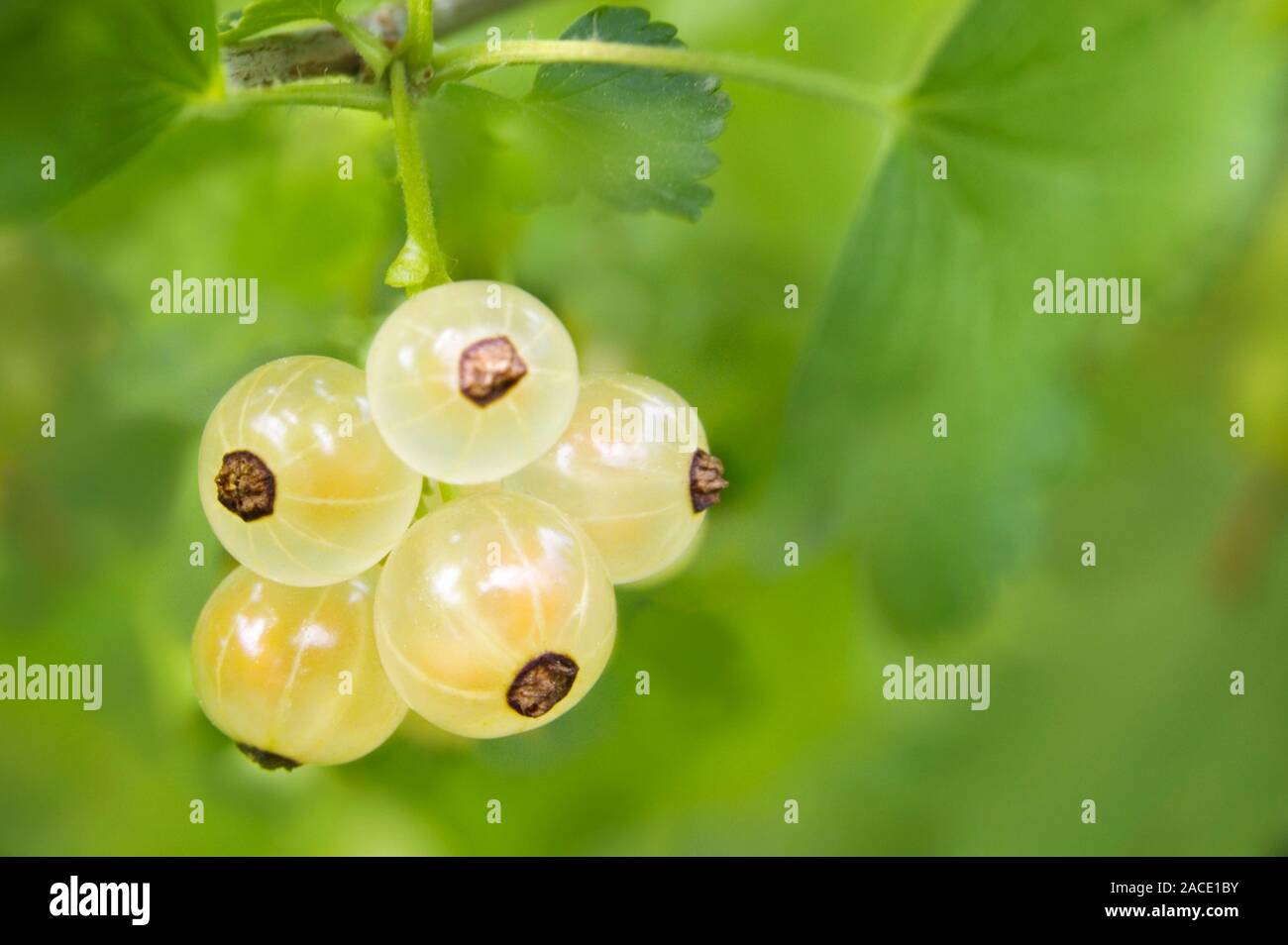 White currant. These are the fruit of the flowering ribes shrub (Ribes ...