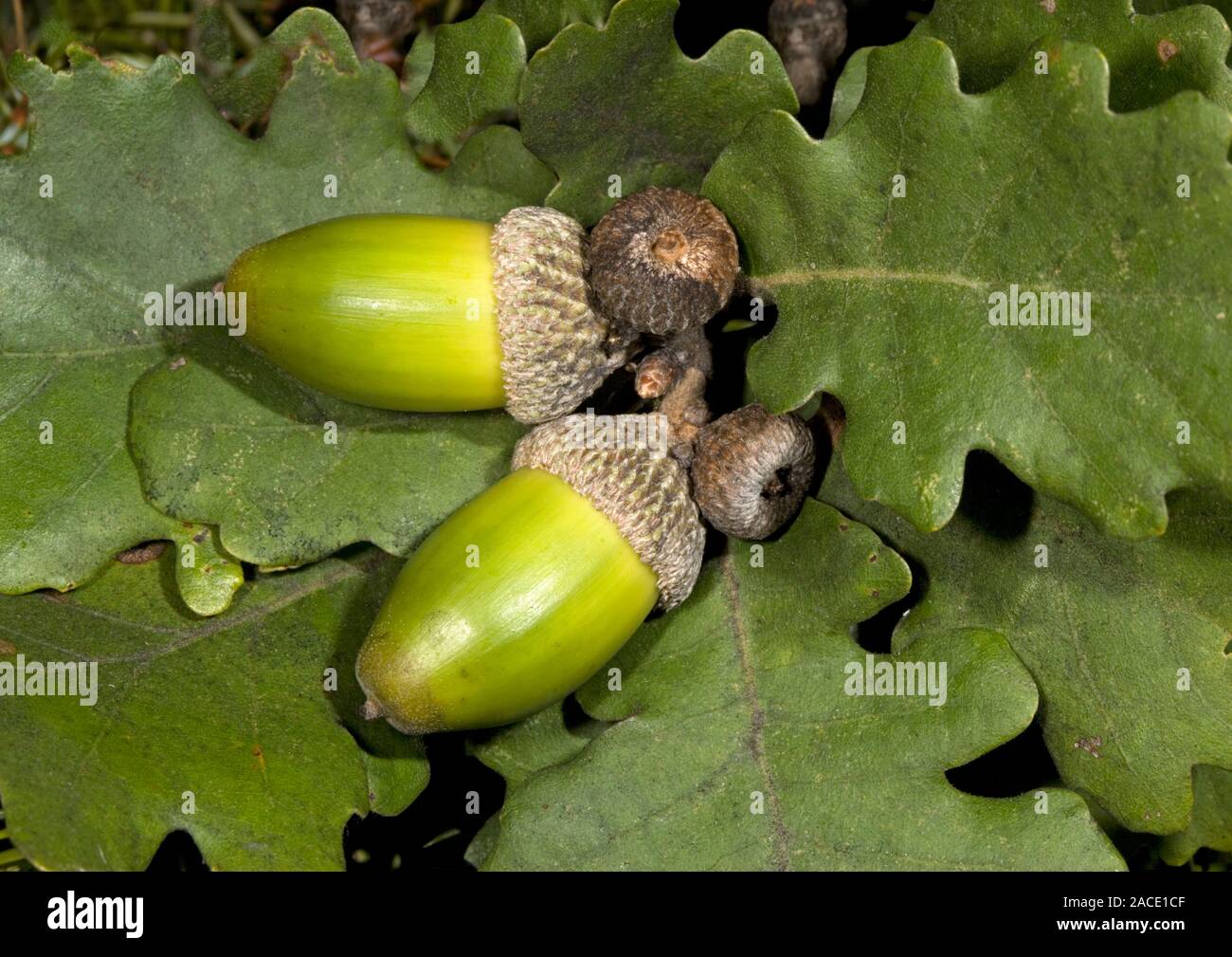 Sessile oak acorns (Quercus petrea) and leaves. Photographed in October ...