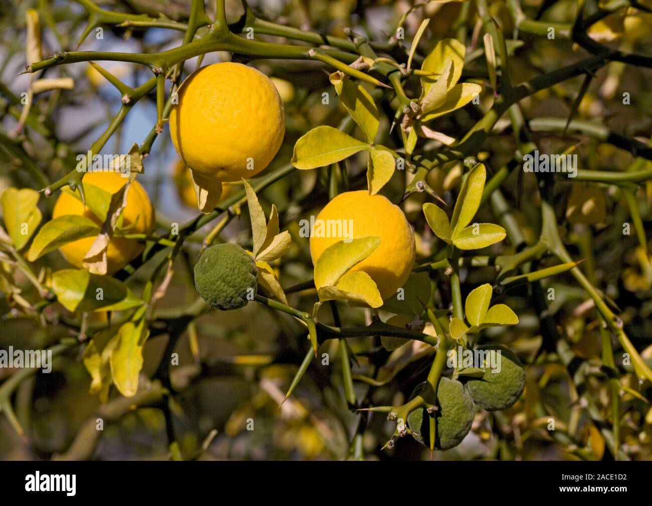 Trifoliate orange fruits (Poncirus trifoliata) on their tree. This ...