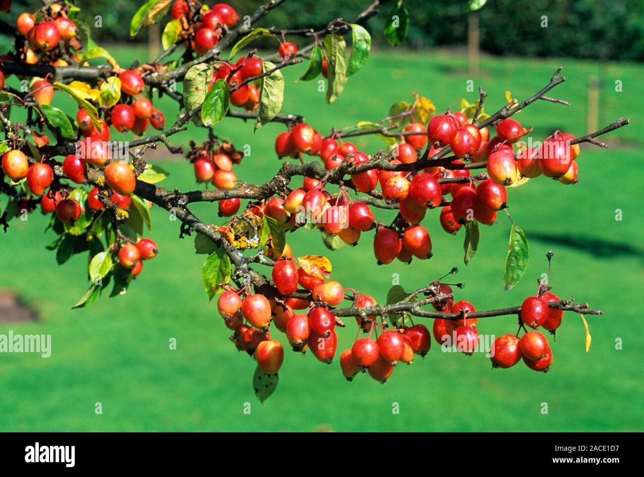 Crab apple fruits (Malus toringoides) growing on the branch of a tree ...
