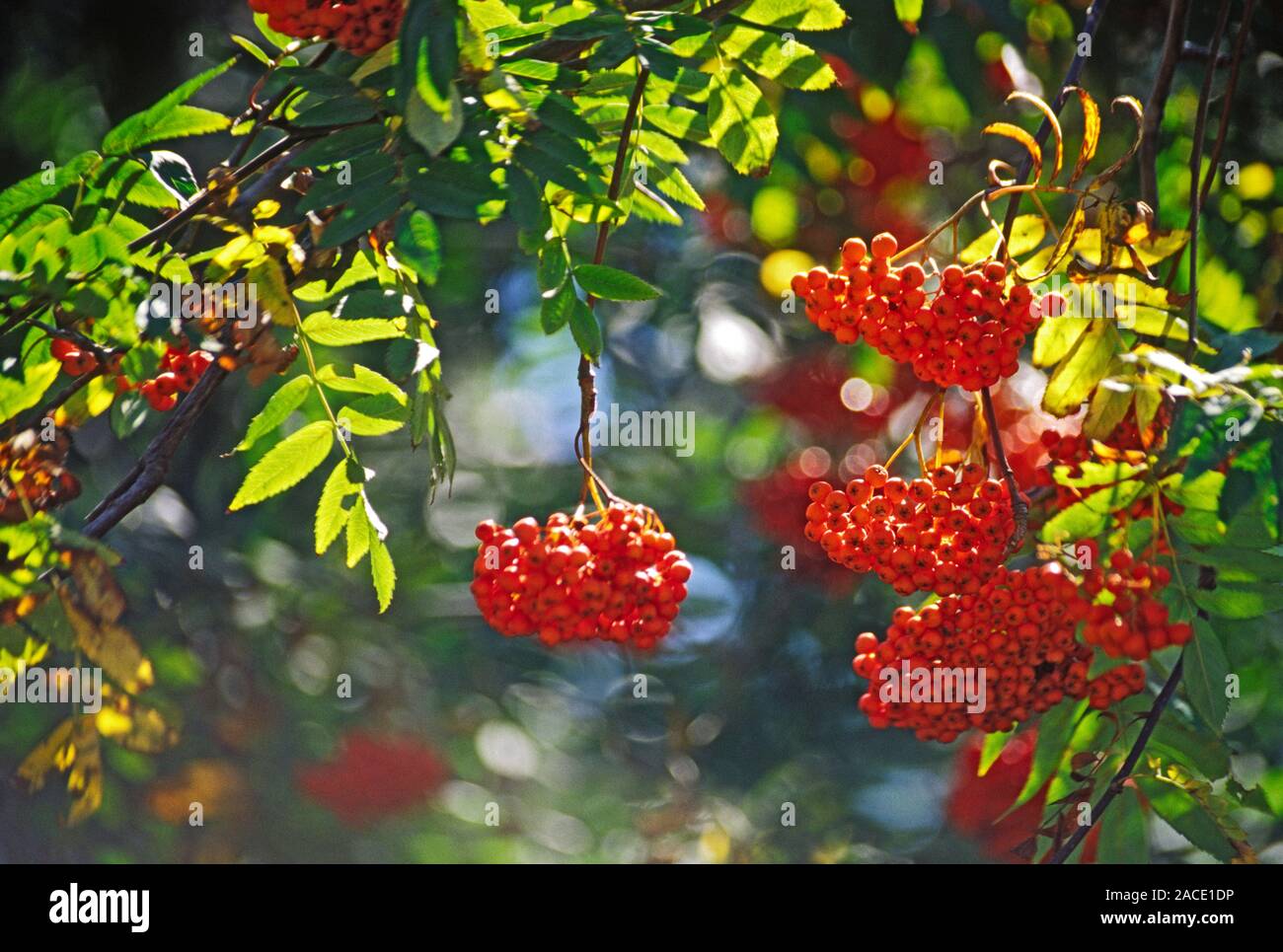 Siberian mountain ash fruit (Sorbus sibirica Stock Photo - Alamy