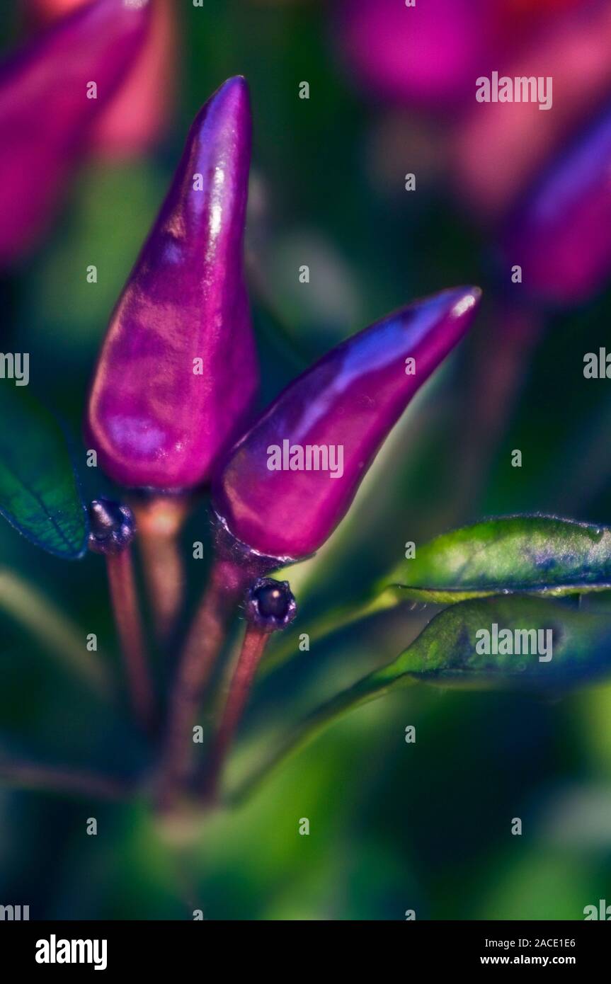 Chilli pepper fruits (Capsicum annuum Stock Photo - Alamy