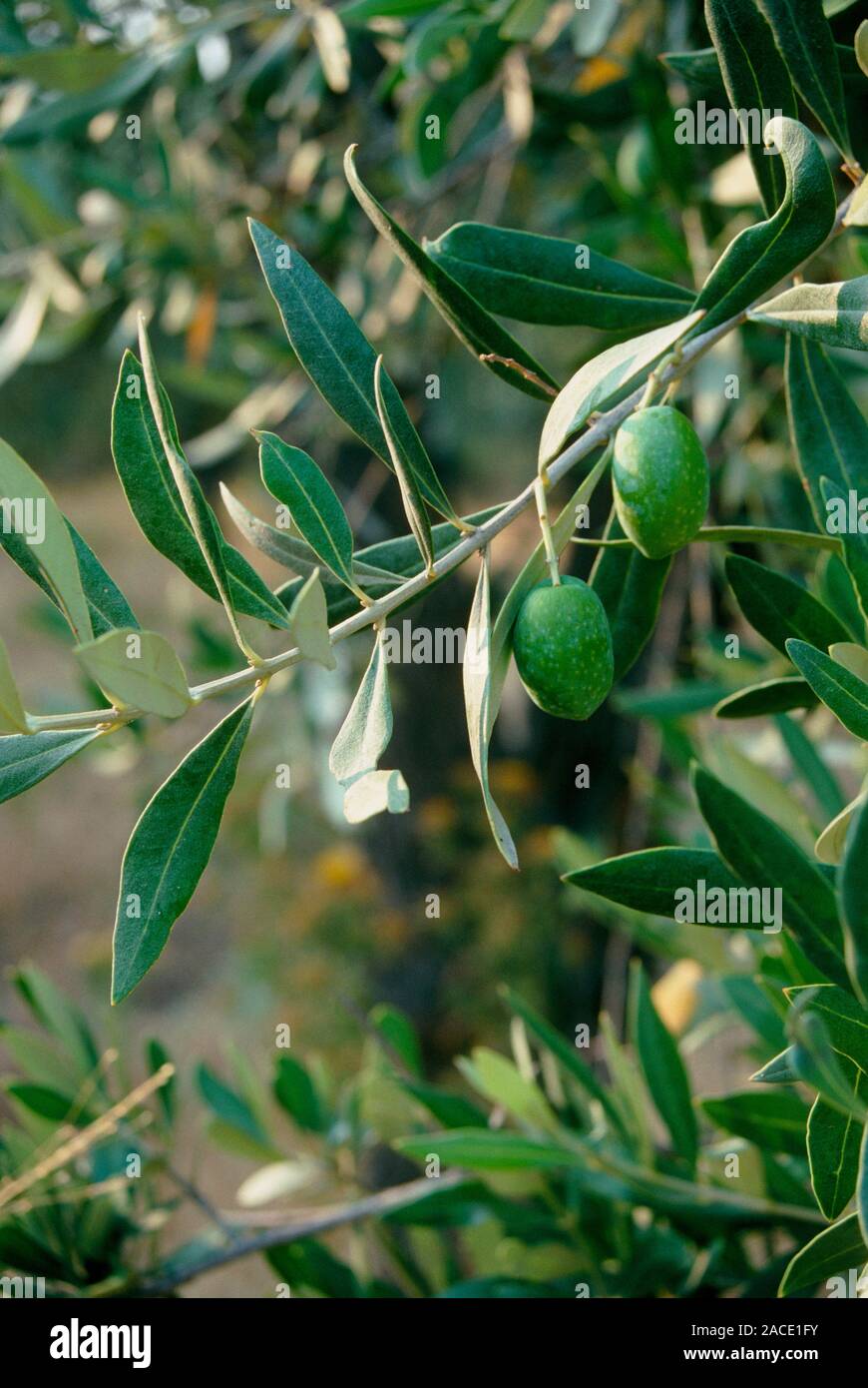 Olives, Olea europaea. Fruit of an olive tree growing on a branch Stock ...