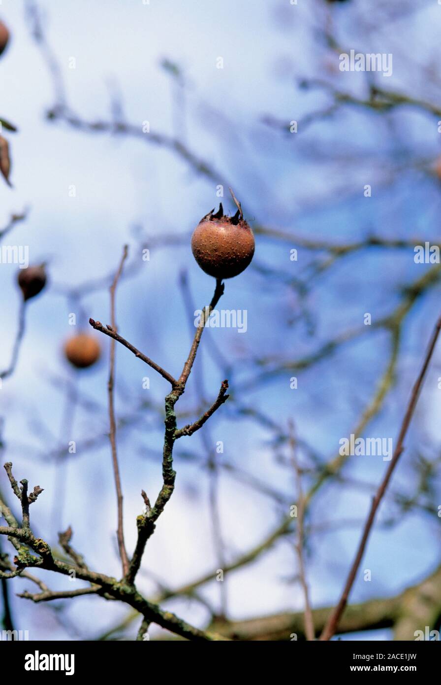 Common medlar fruit (Mespilus germanica Stock Photo - Alamy