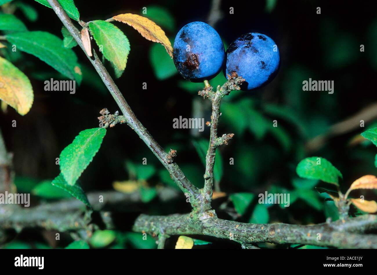 Sloe berries (Prunus spinosa Stock Photo - Alamy