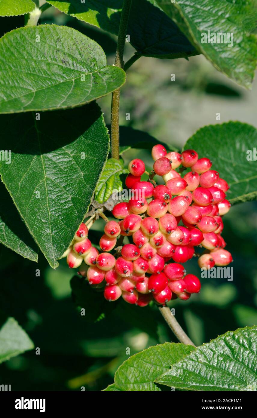 Wayfaring tree berries (Viburnum lantana Stock Photo - Alamy