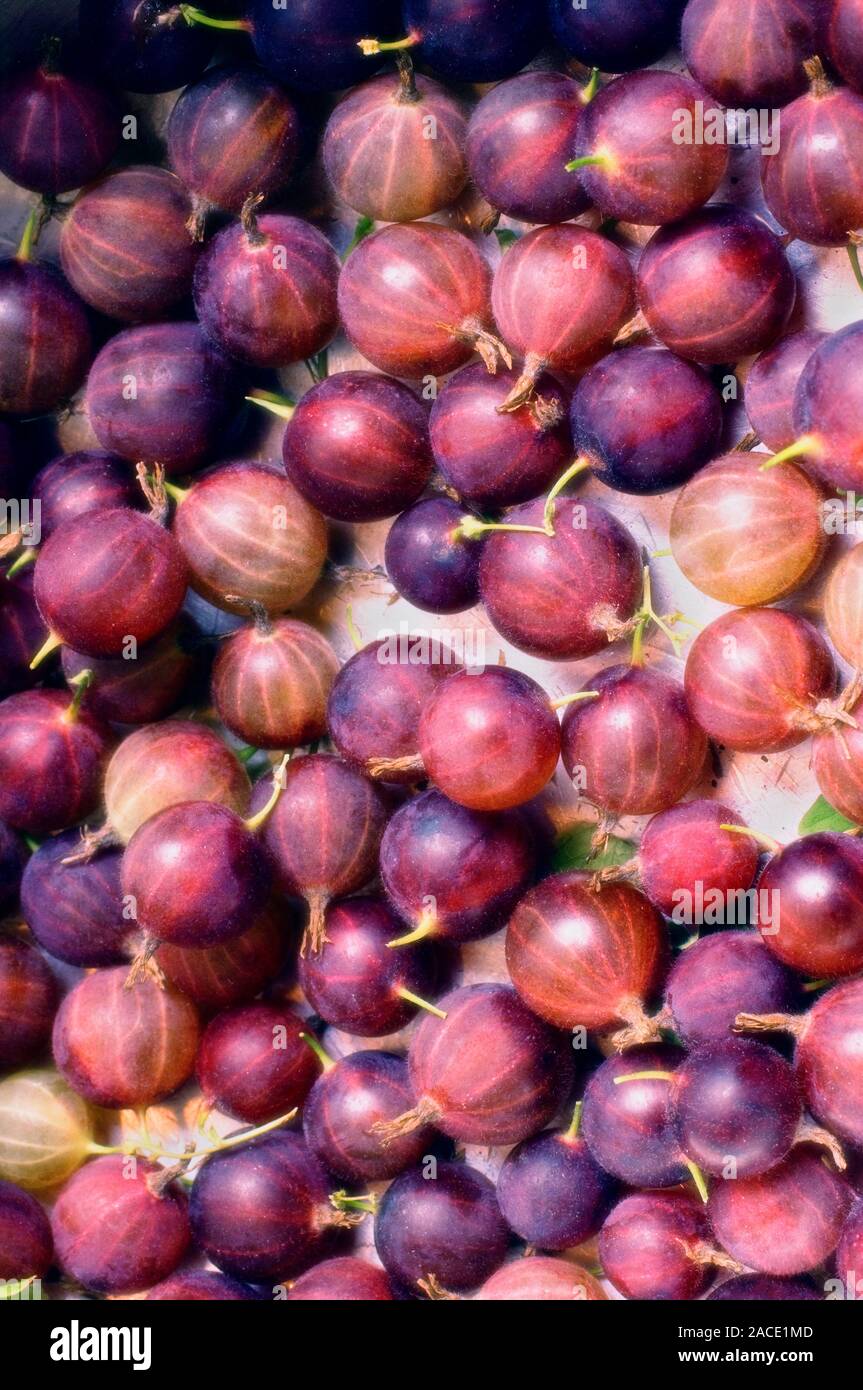 North American gooseberries (Ribes hirtellum Stock Photo - Alamy