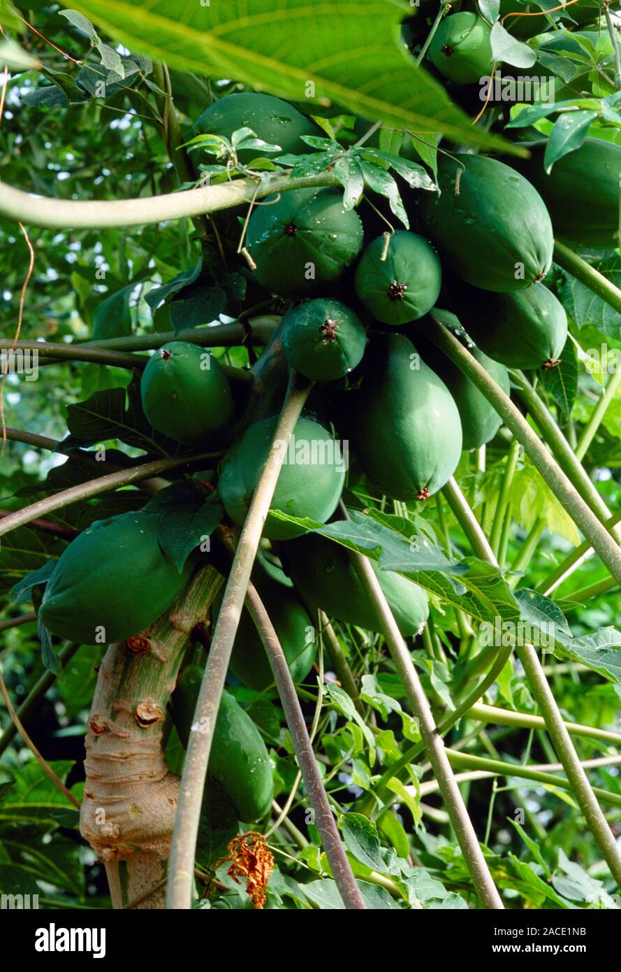 Papaya fruits (Carica papaya) ripening on their tree Stock Photo - Alamy